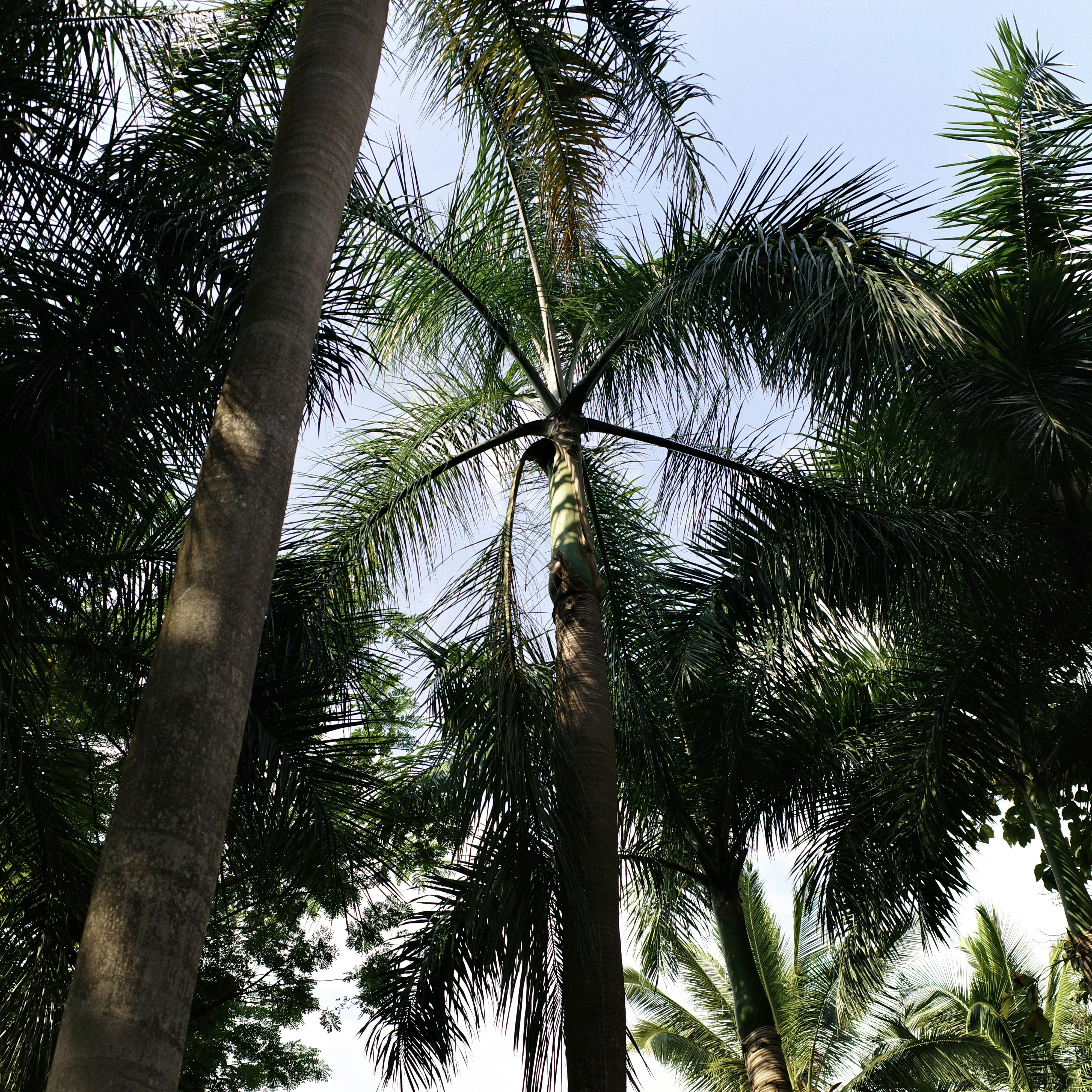 Sunlit Trunk Ensemble: Palm Fronds Form a Skyward Lattice