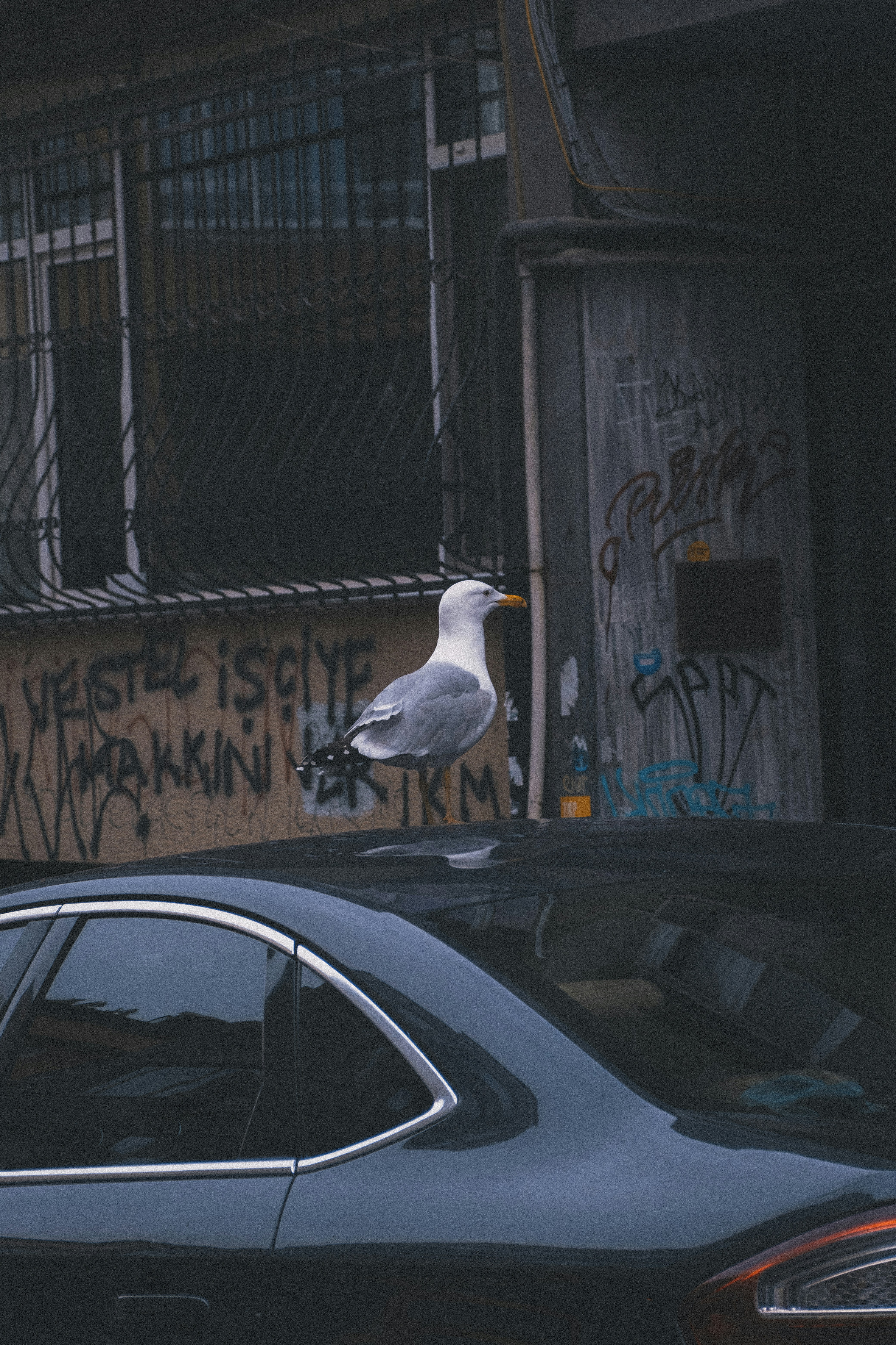 Seagull Perch Amid Graffiti on a City Car Roof