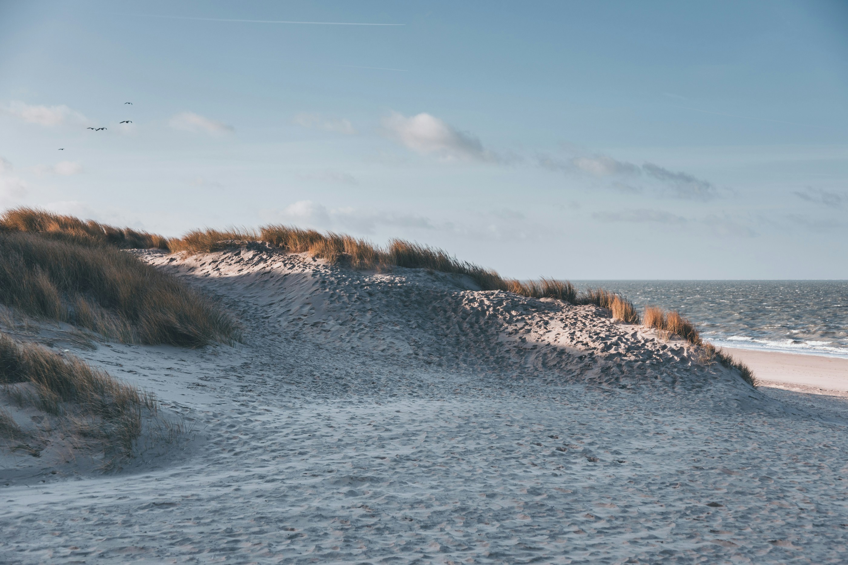Wind-Carved Dune Ridge Over a Velvet Sea