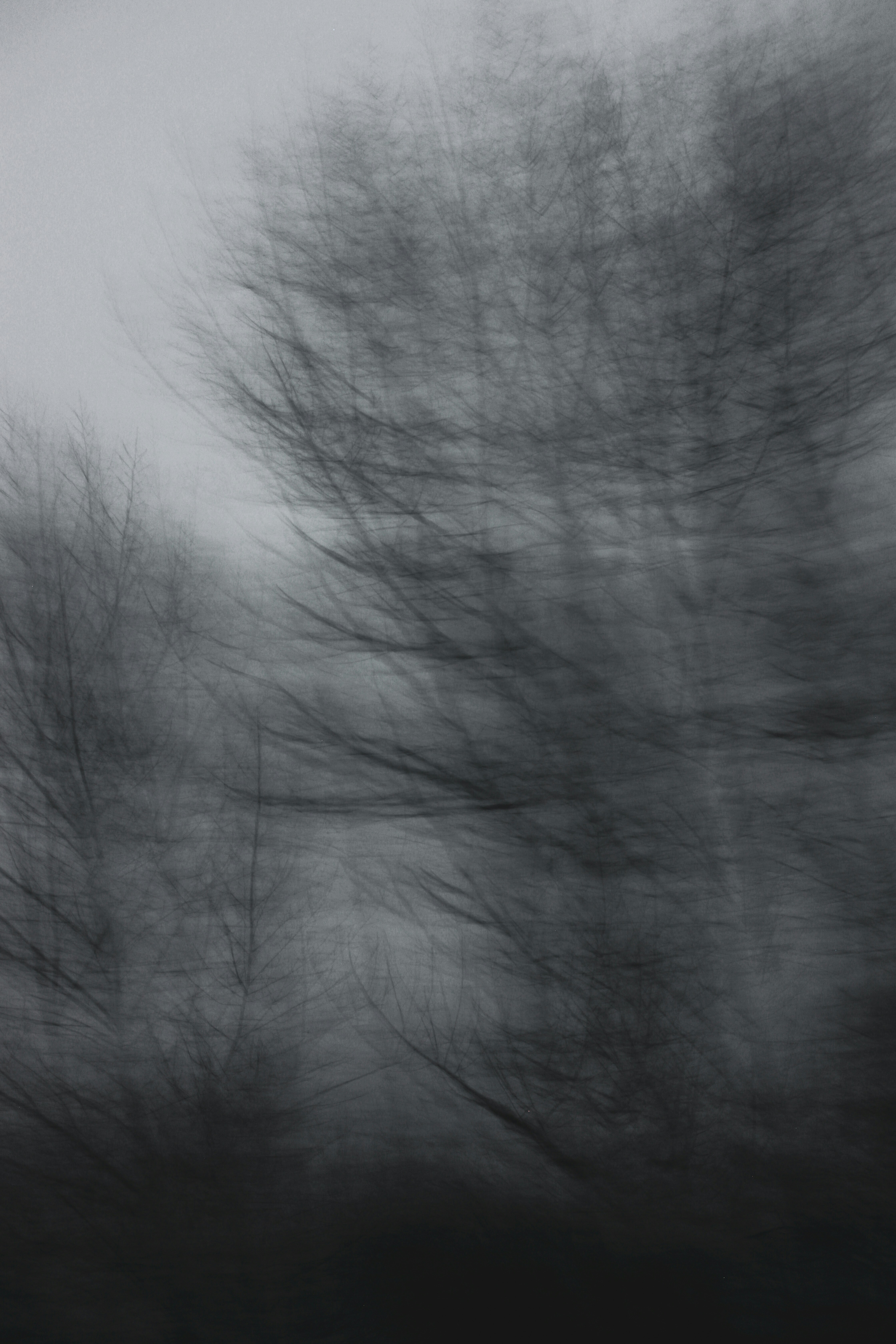 A black and white photo of trees blowing in the wind photo – Free ...