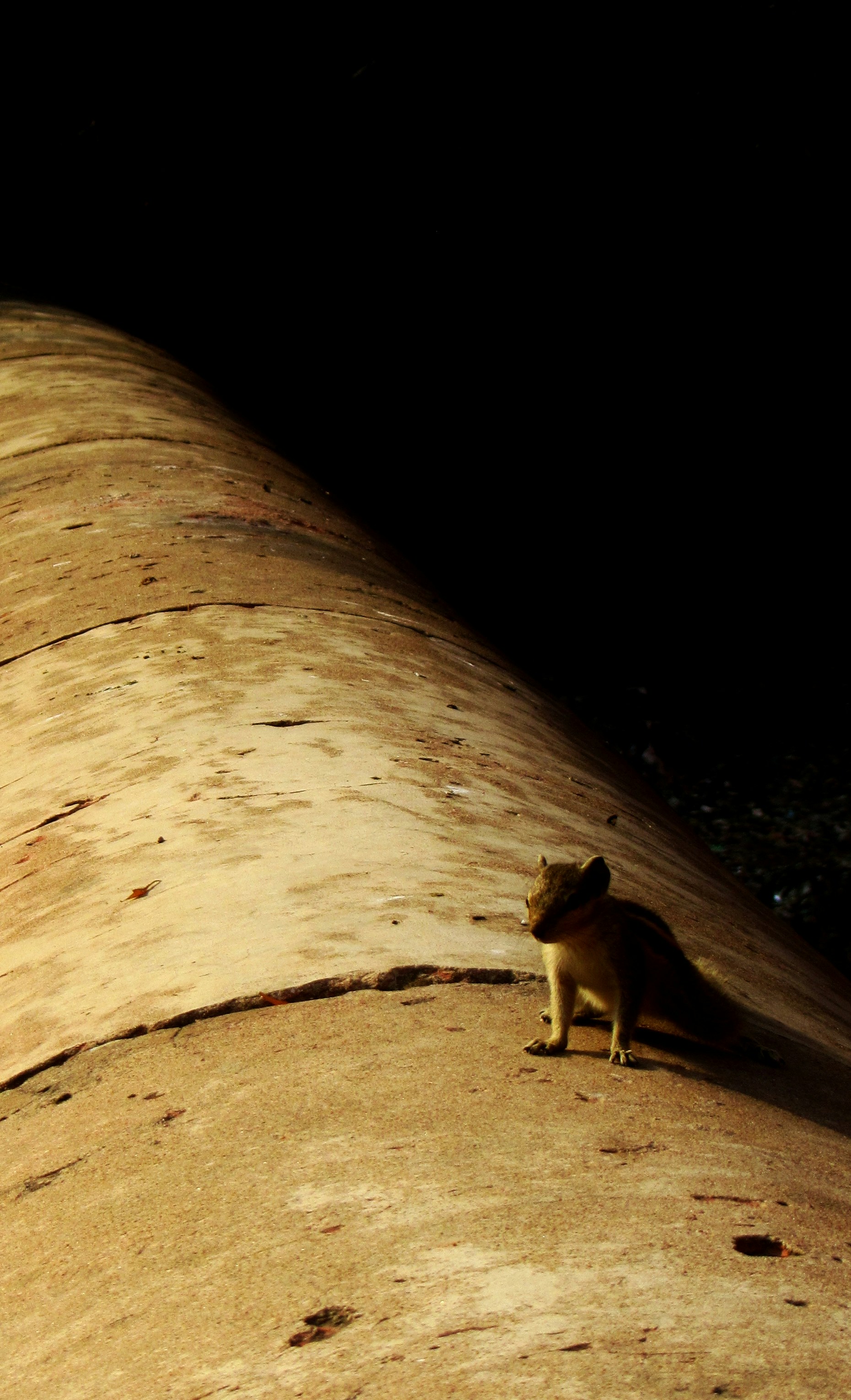 Sundown Sentinel on a Sloped Concrete Slope