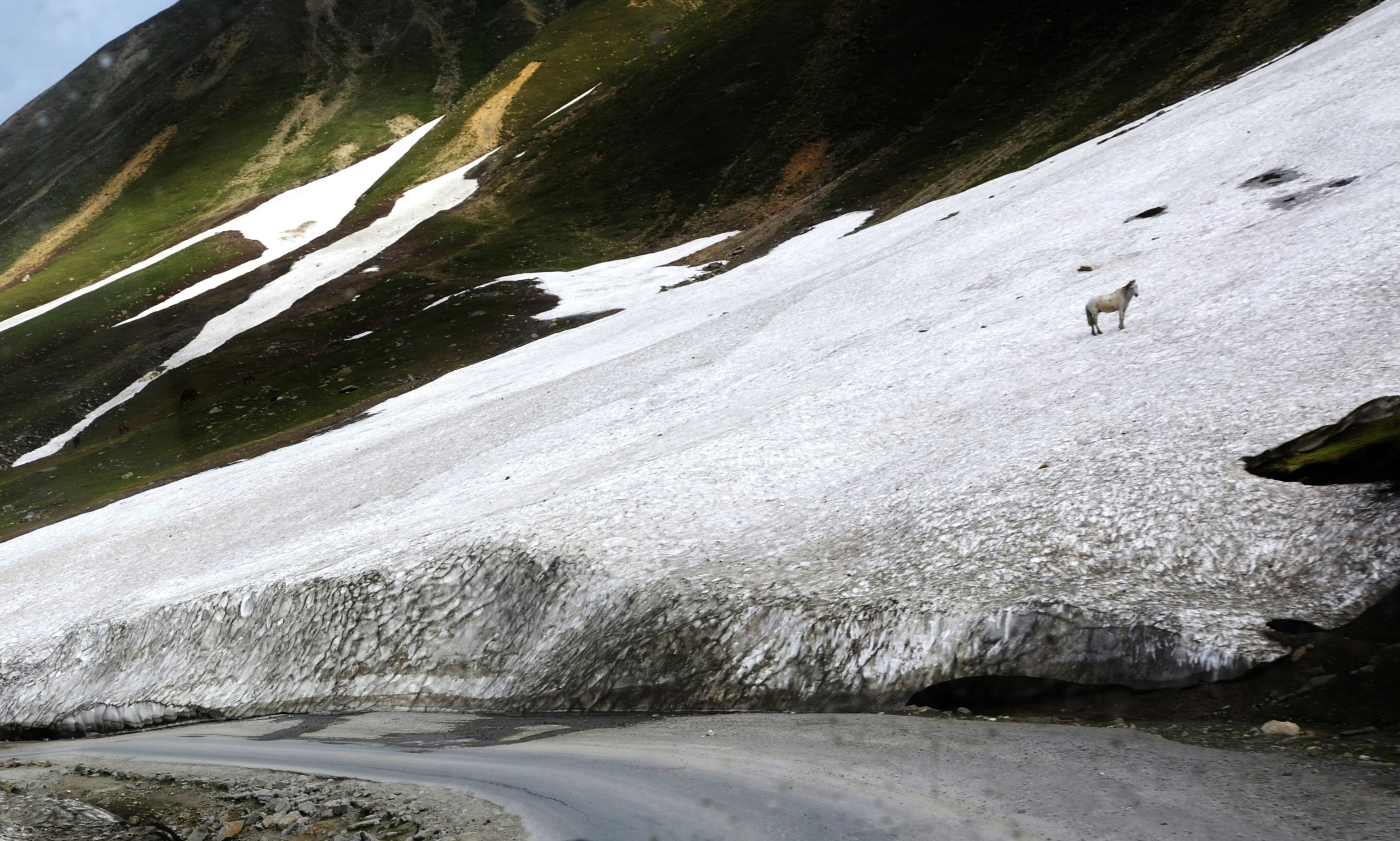 Lone Mountain Goat on a Snow-Covered Slope Beside a Winding Alpine Road