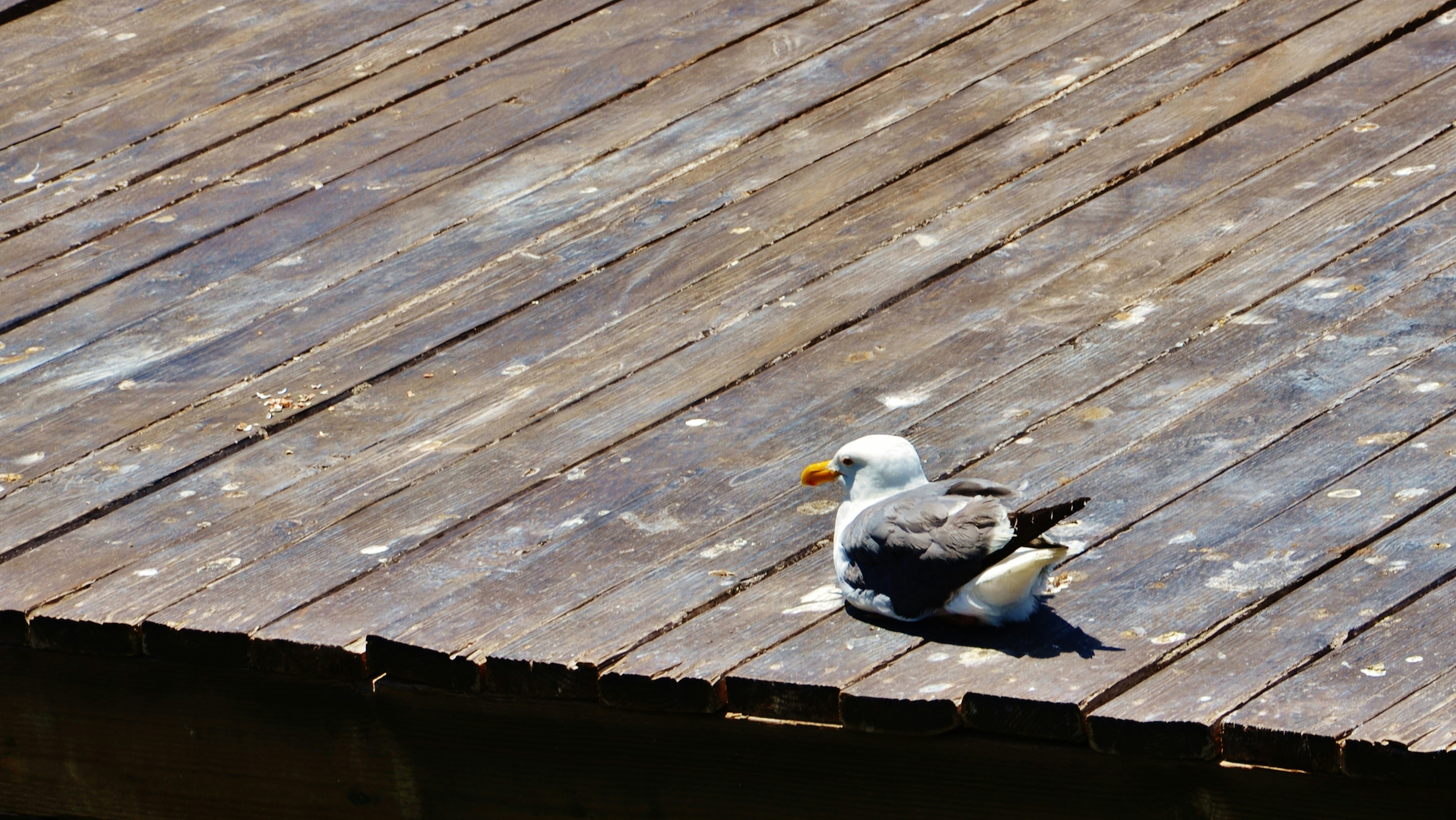 a seagull is standing on a wooden deck