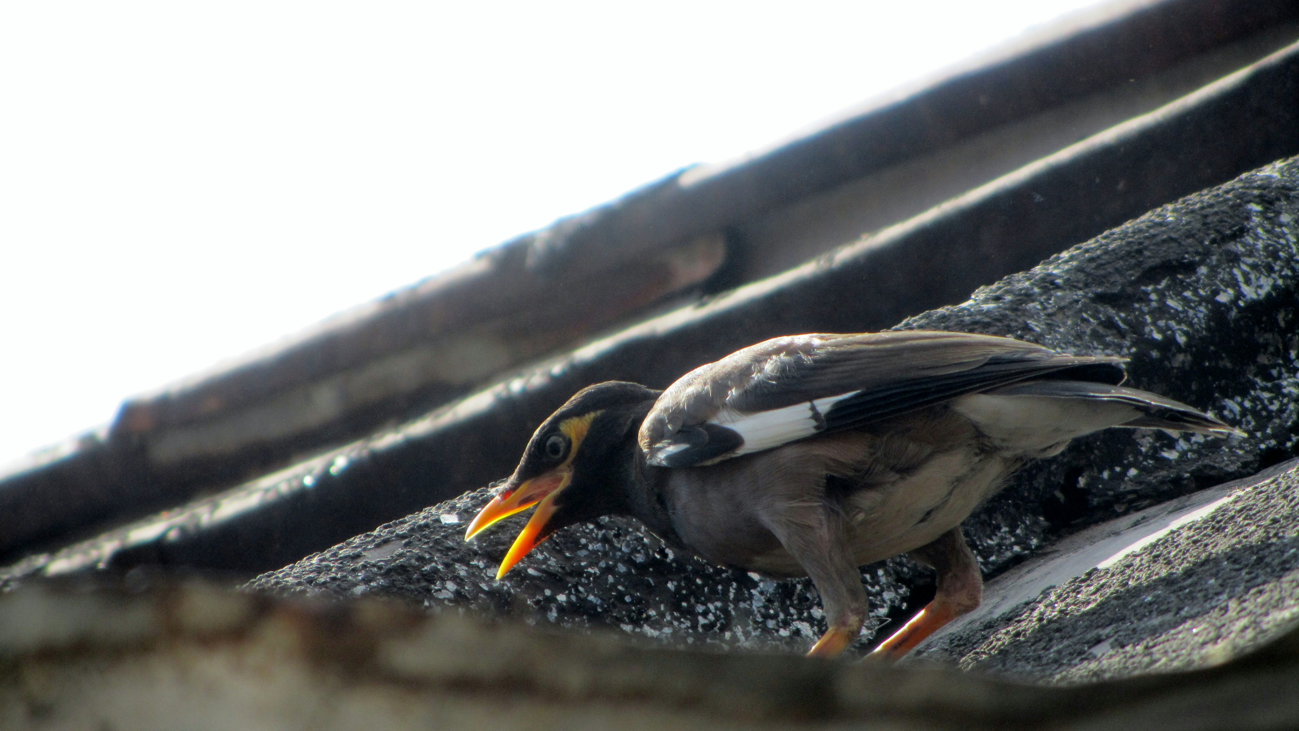 A photograph of a small bird with a dark cap and orange beak perched on a textured rooftop, beak open as if calling.