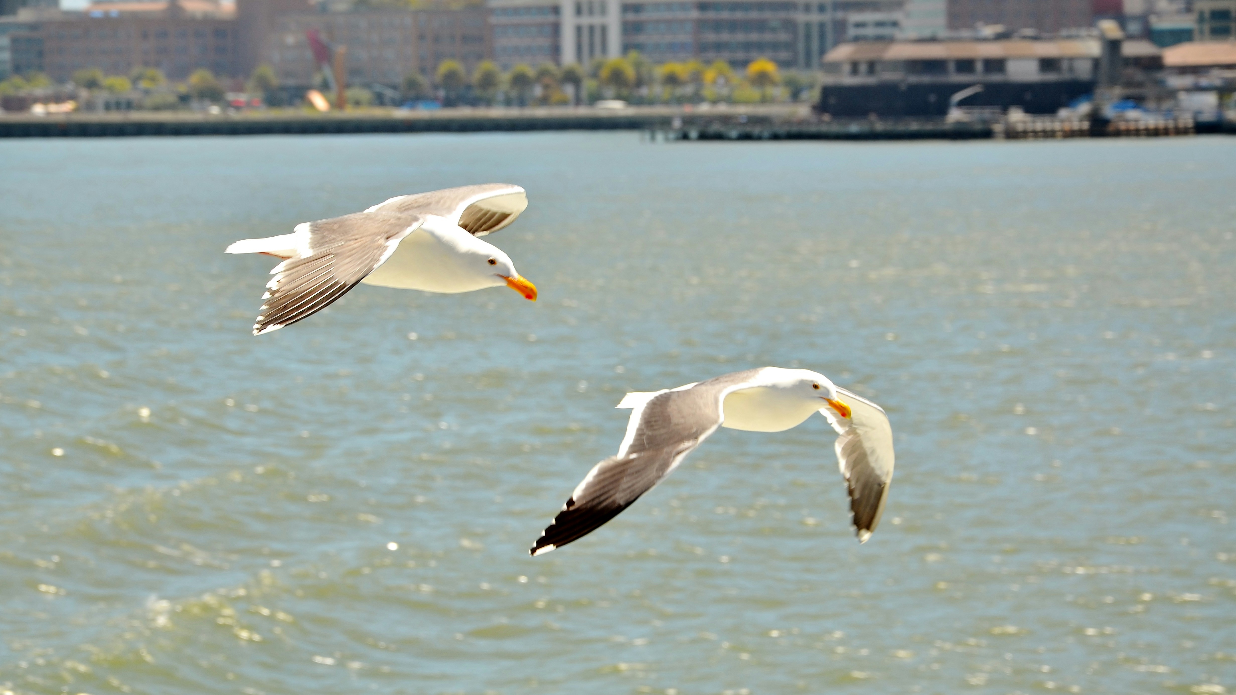 Midflight Duo: Two Seagulls Skimming a Sunny Harbor