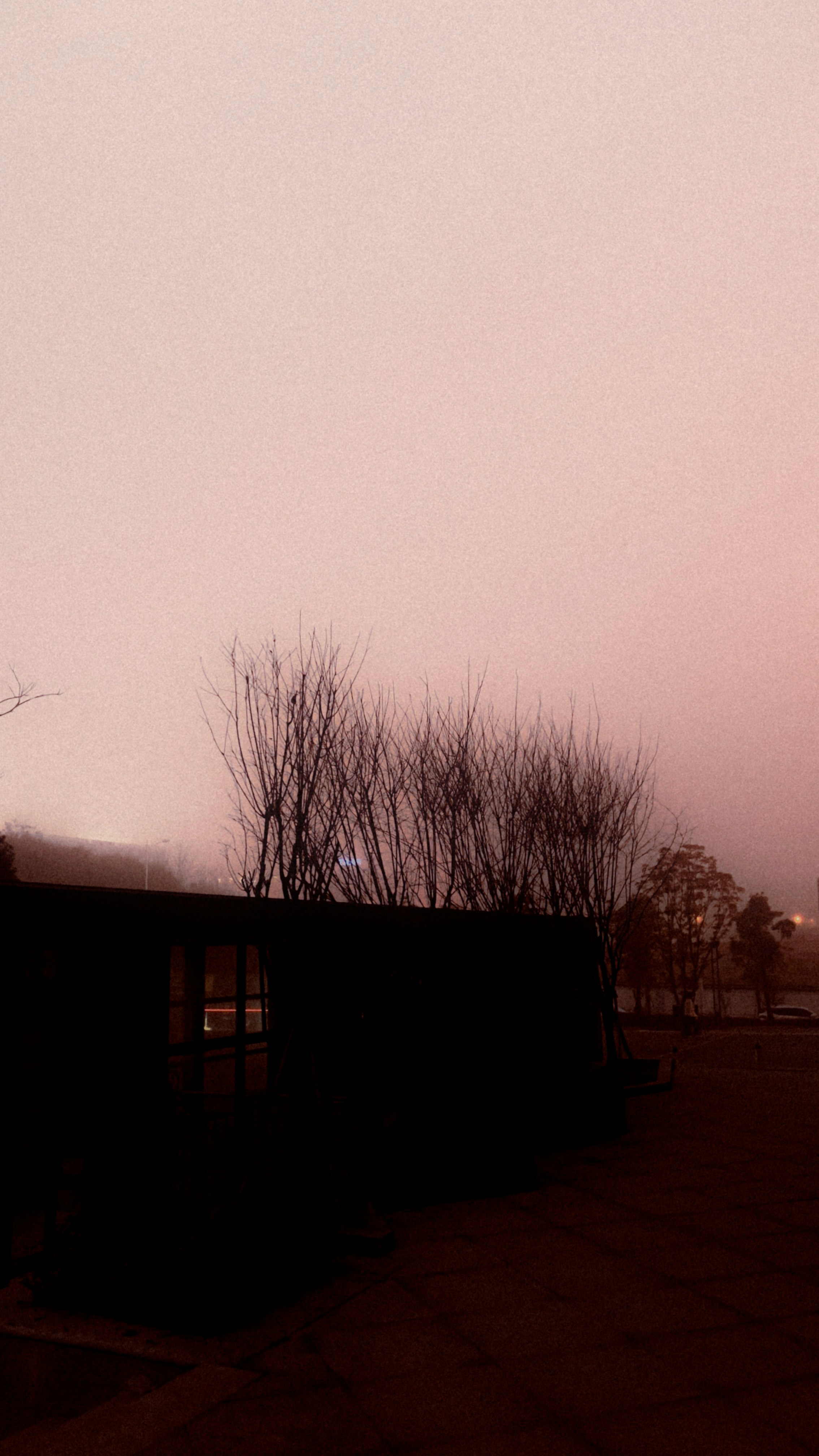 Rose Twilight Over Bare Branches: Silhouettes Against a Velvet Dusk