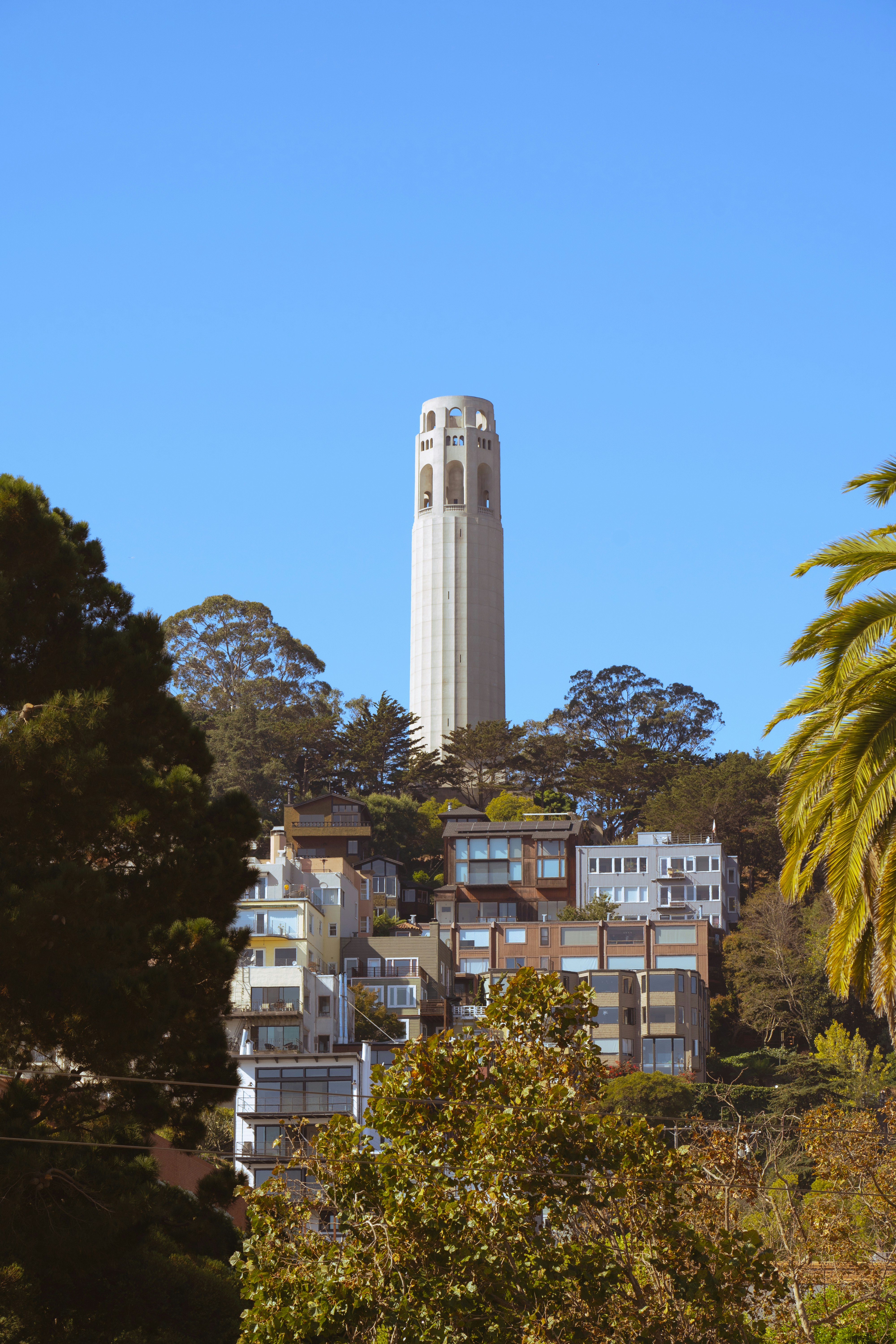 Coit Tower Above Telegraph Hill: A Quiet Panorama of Hillside Homes Under a Clear Sky