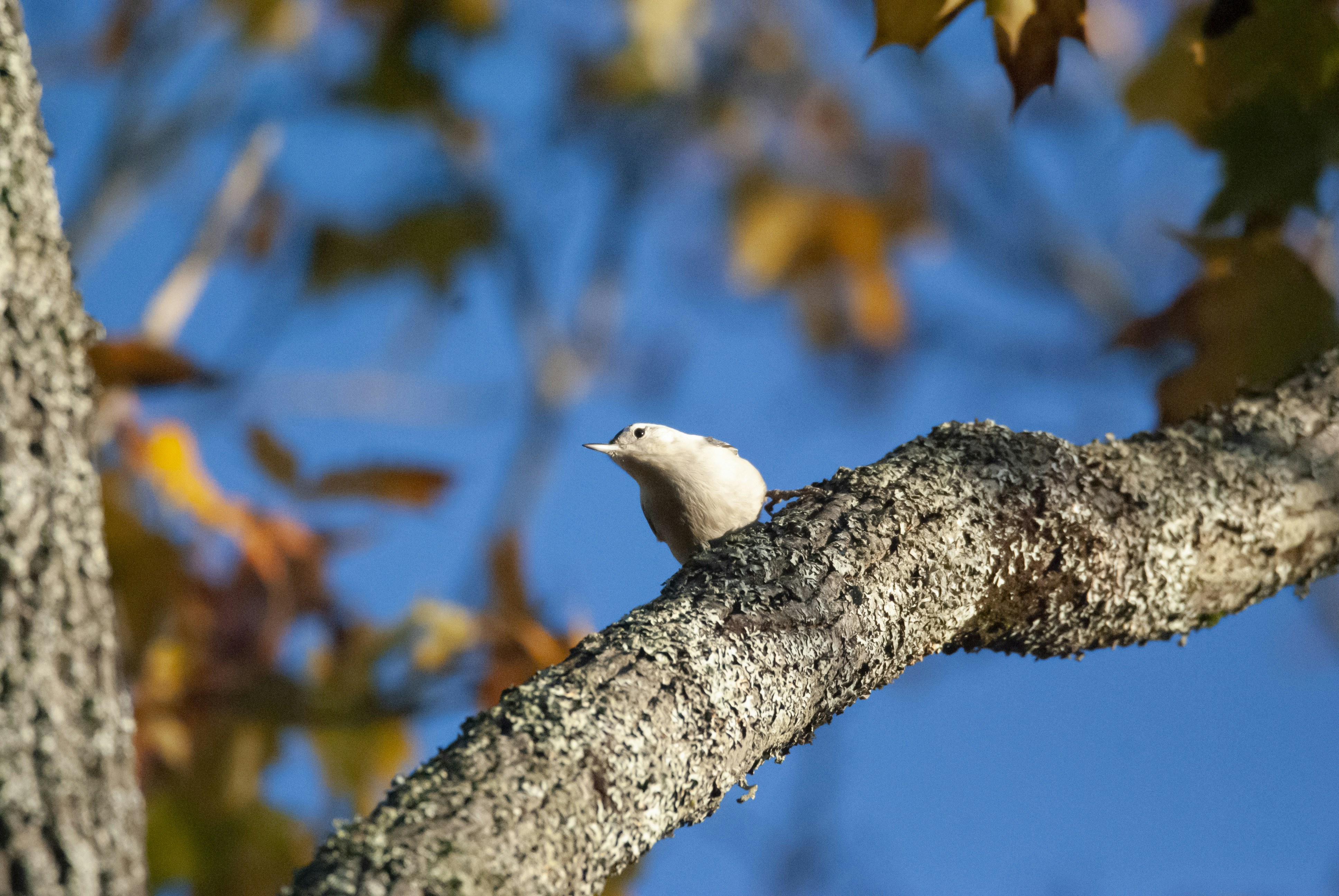 On a Sunlit Bough: A Small Finch in Focus