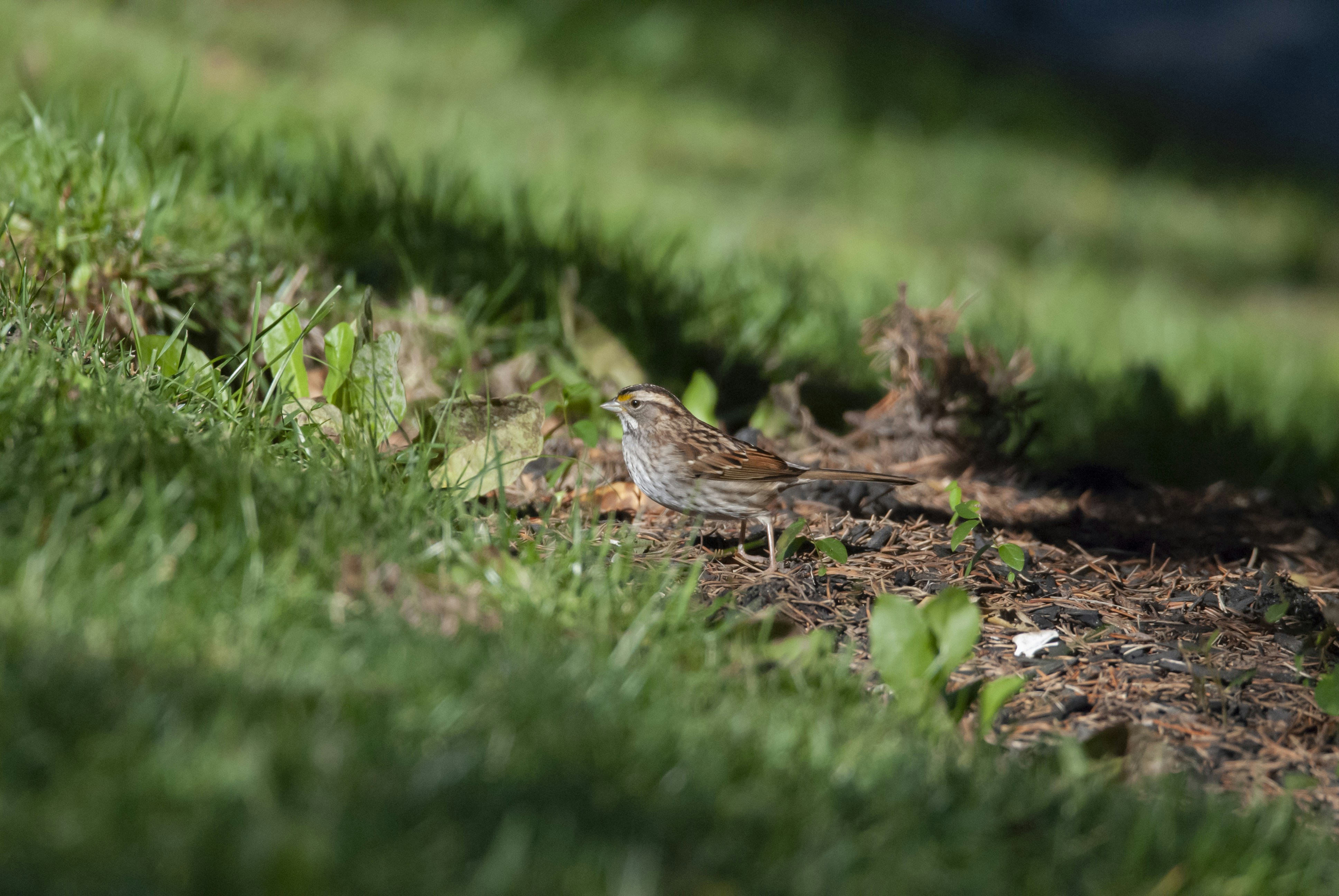White Throated Sparrow foraging on the ground