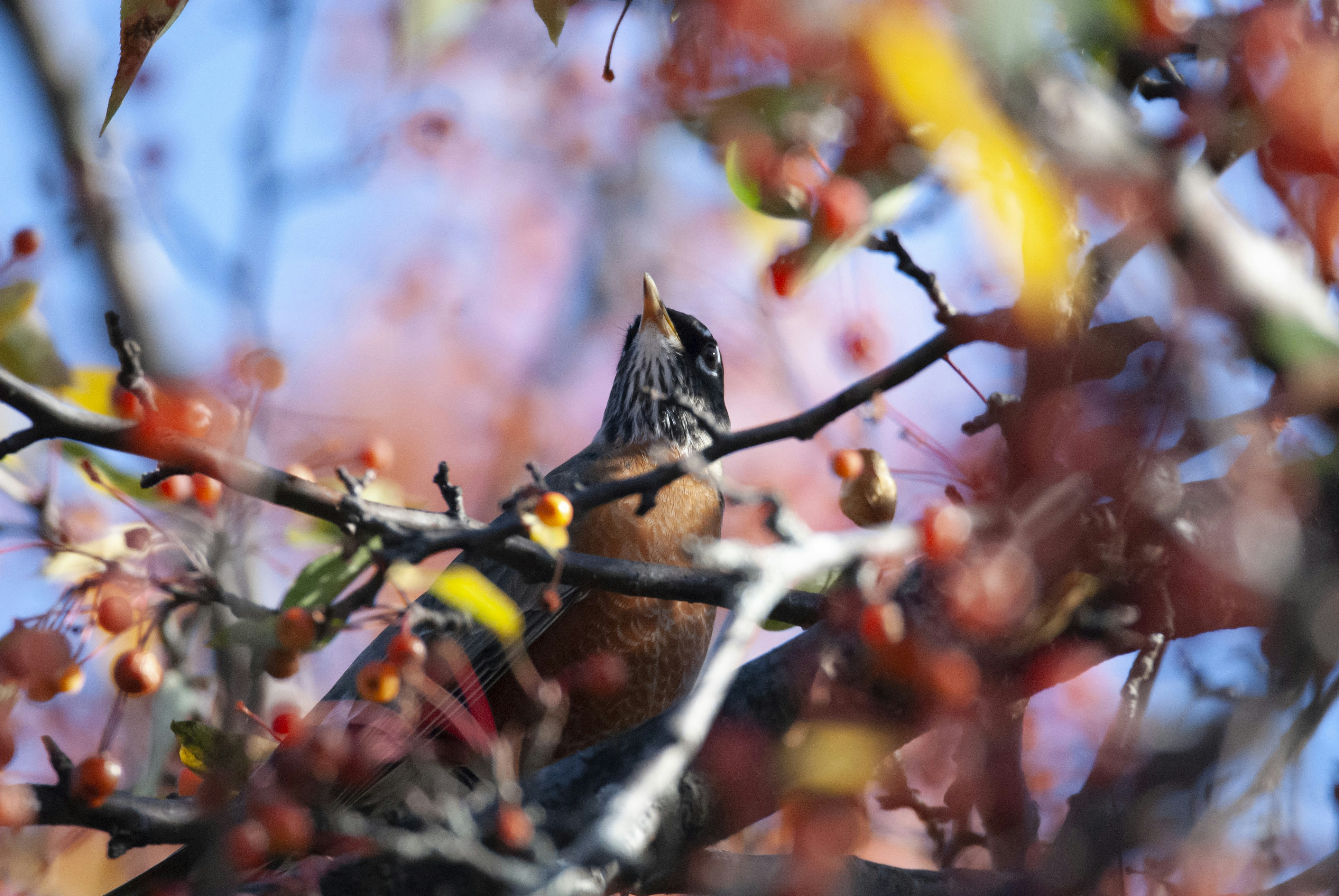 American Robin in a fruit tree