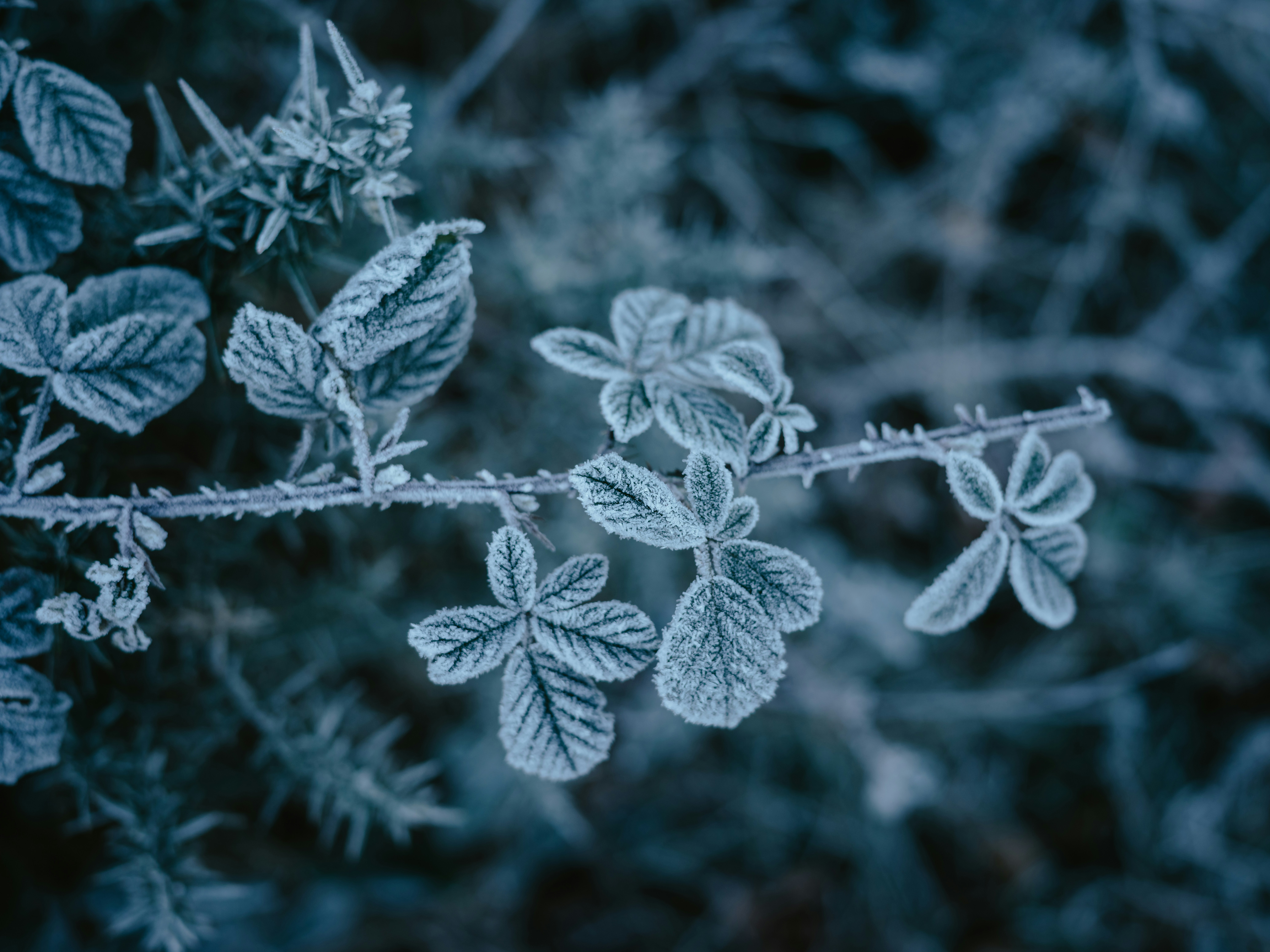 A close up of a plant with frost on it photo – Free Plant Image on Unsplash