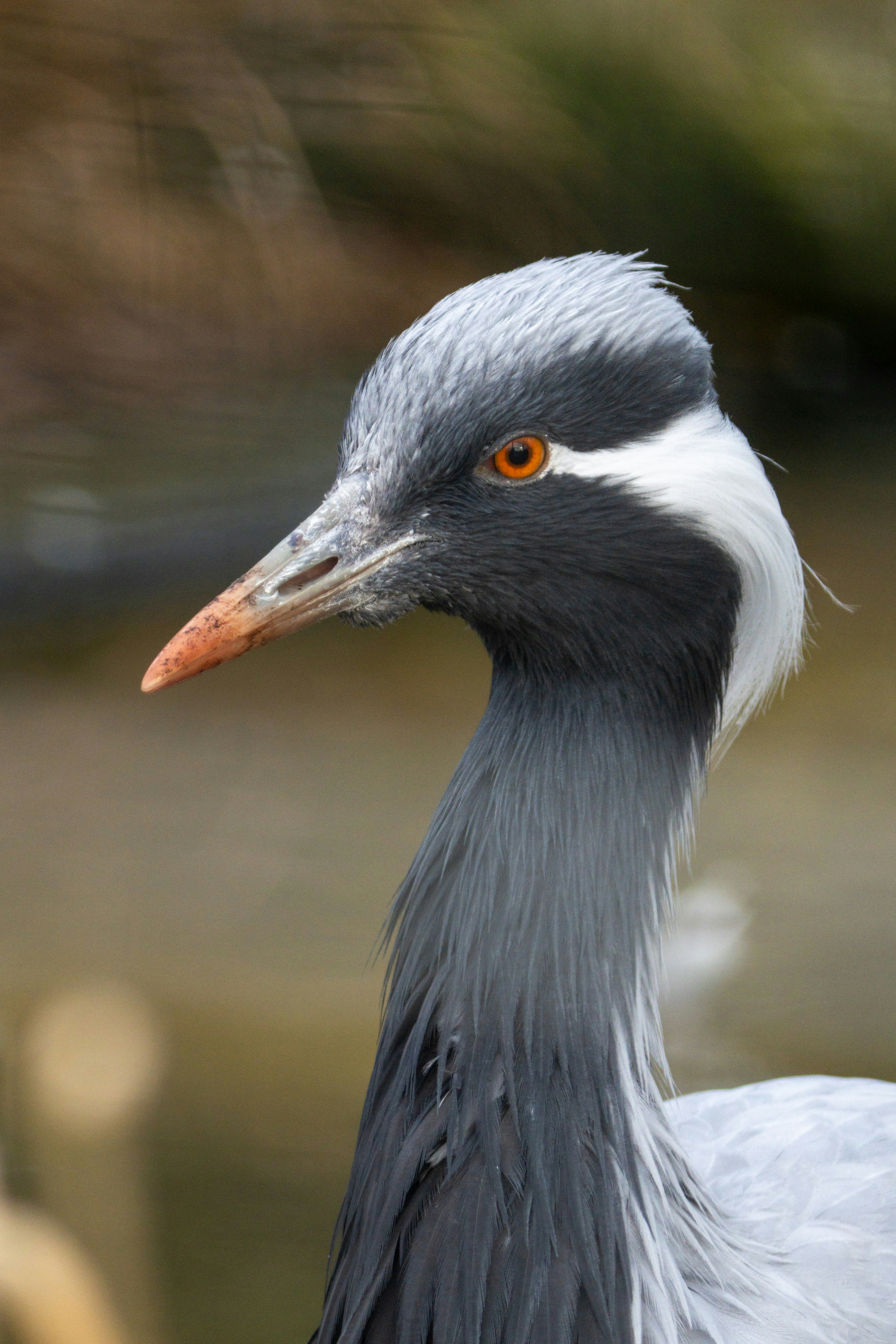 A close up of a bird with a blurry background photo – Free Close up ...