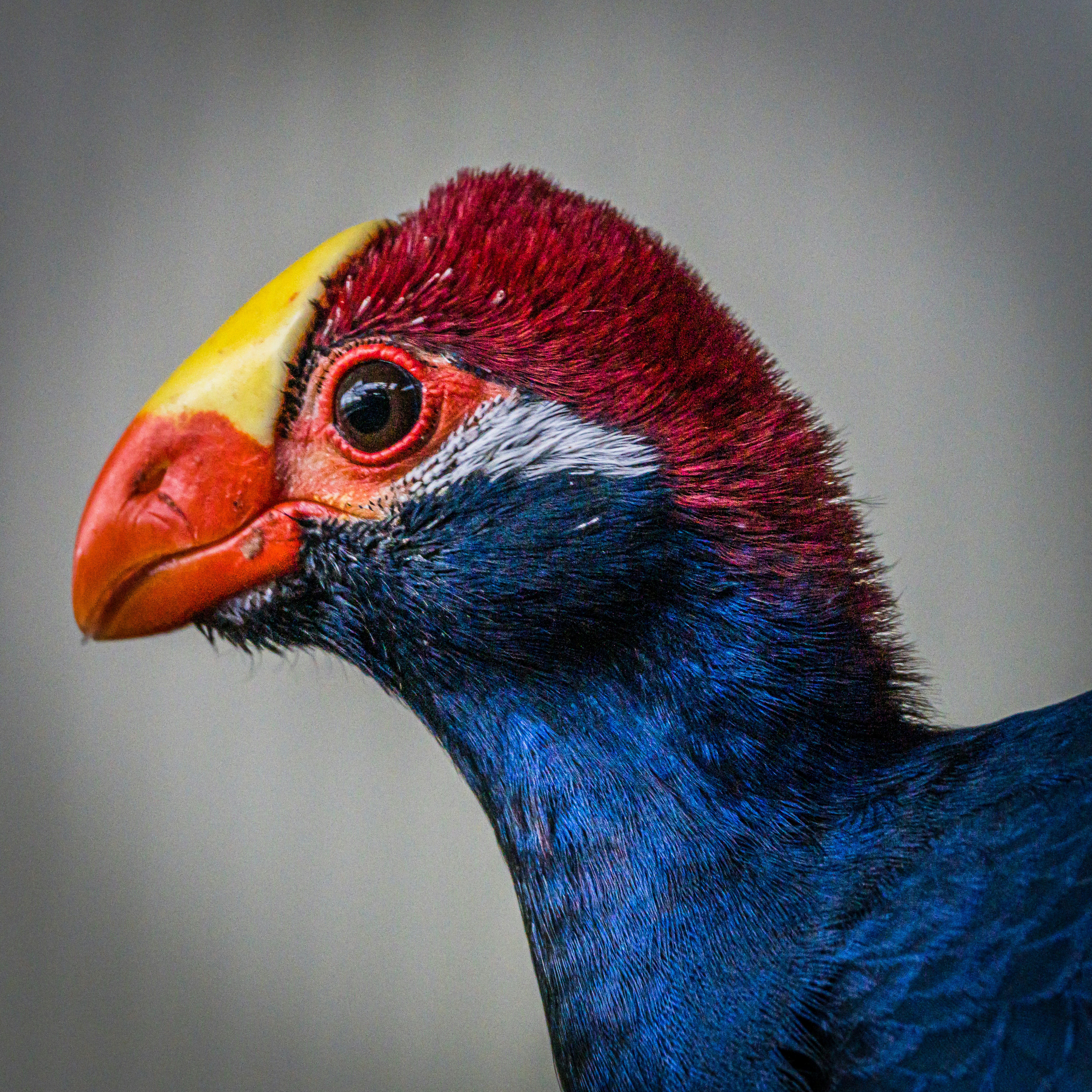 a close up of a colorful bird with a yellow beak