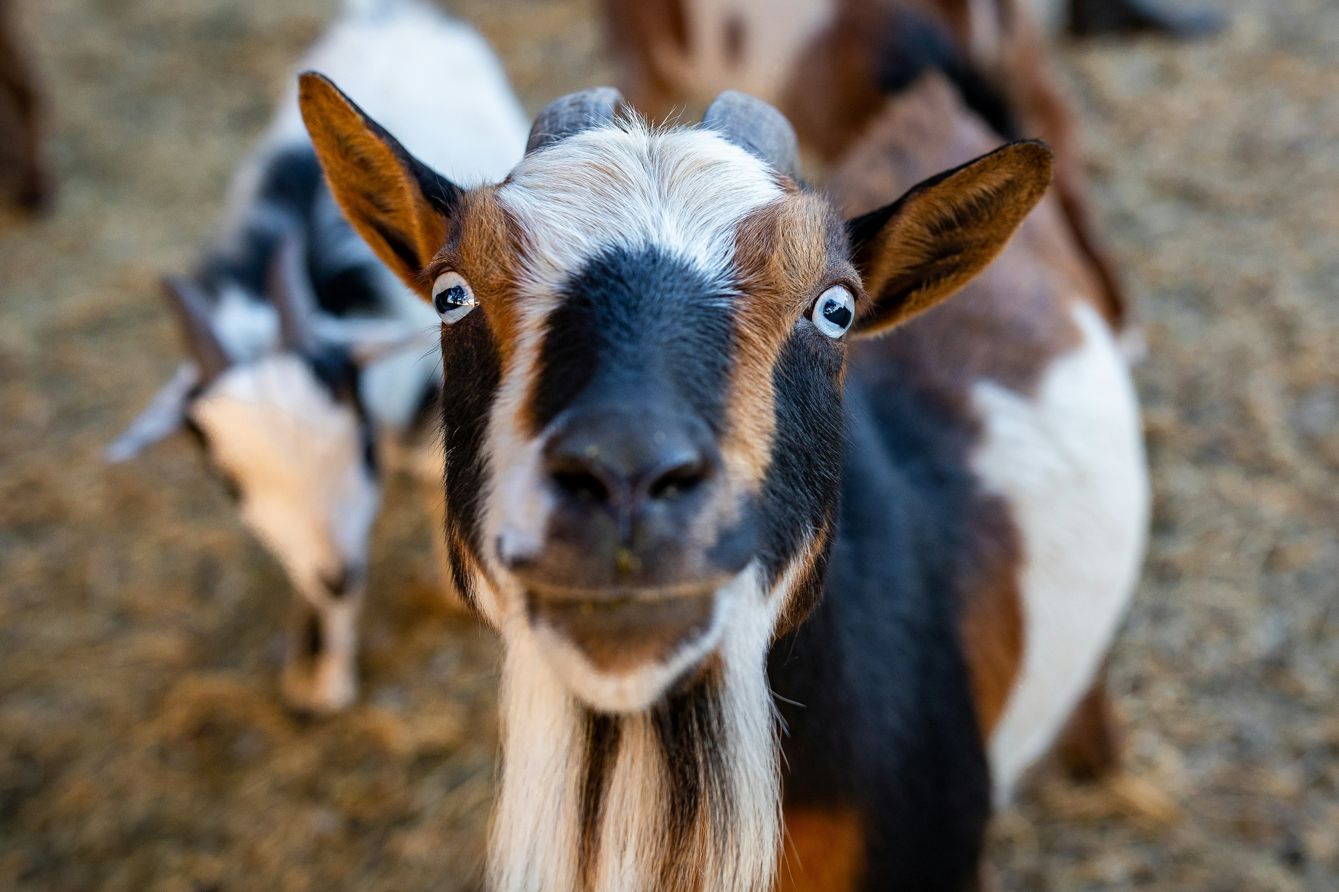 Photo by Andy Bodemer with Canon EOS R6