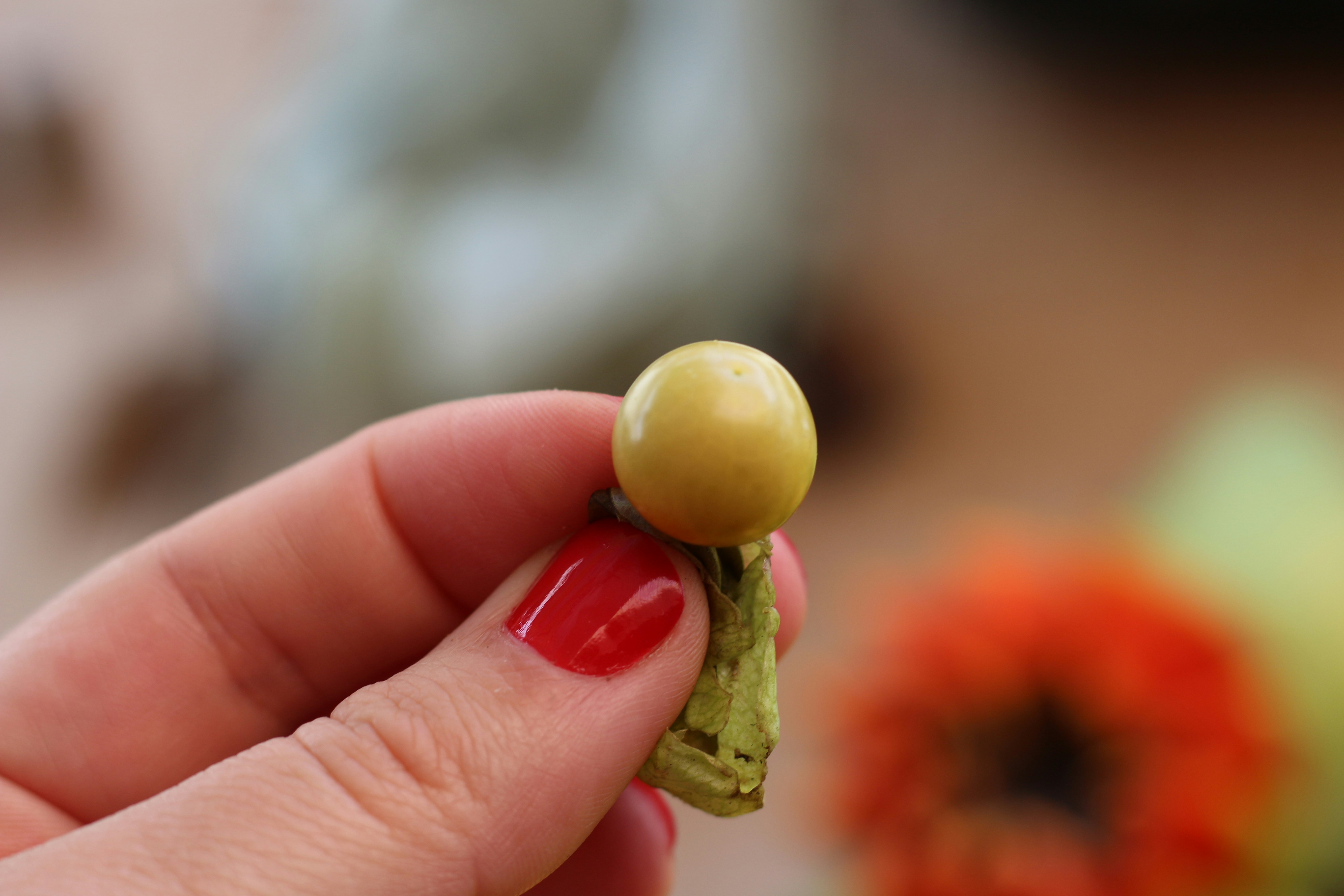 Golden Pearl on a Leaf: A Handheld Macro Moment