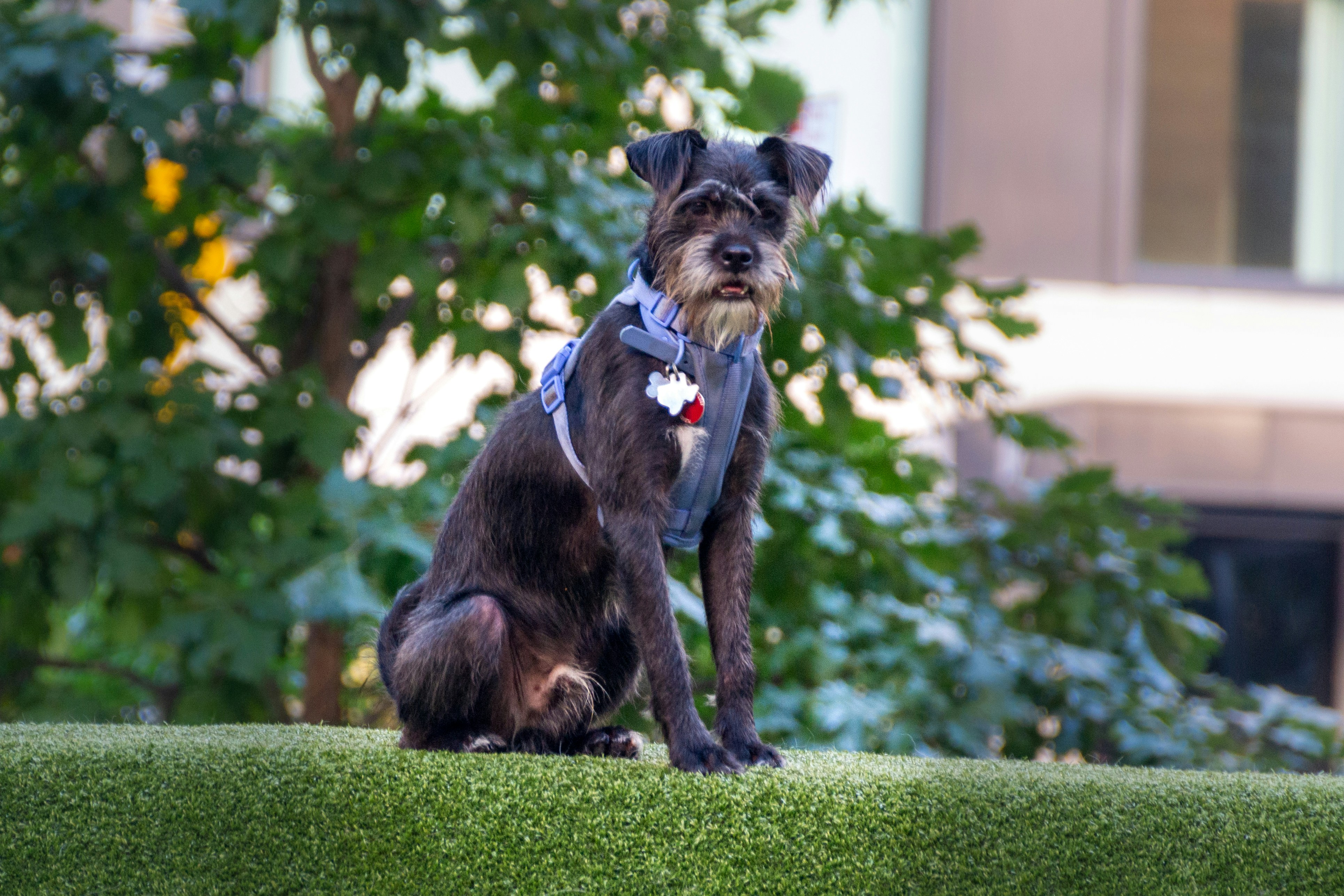 Crouched Confidence: A Schnauzer in the Garden Spotlight