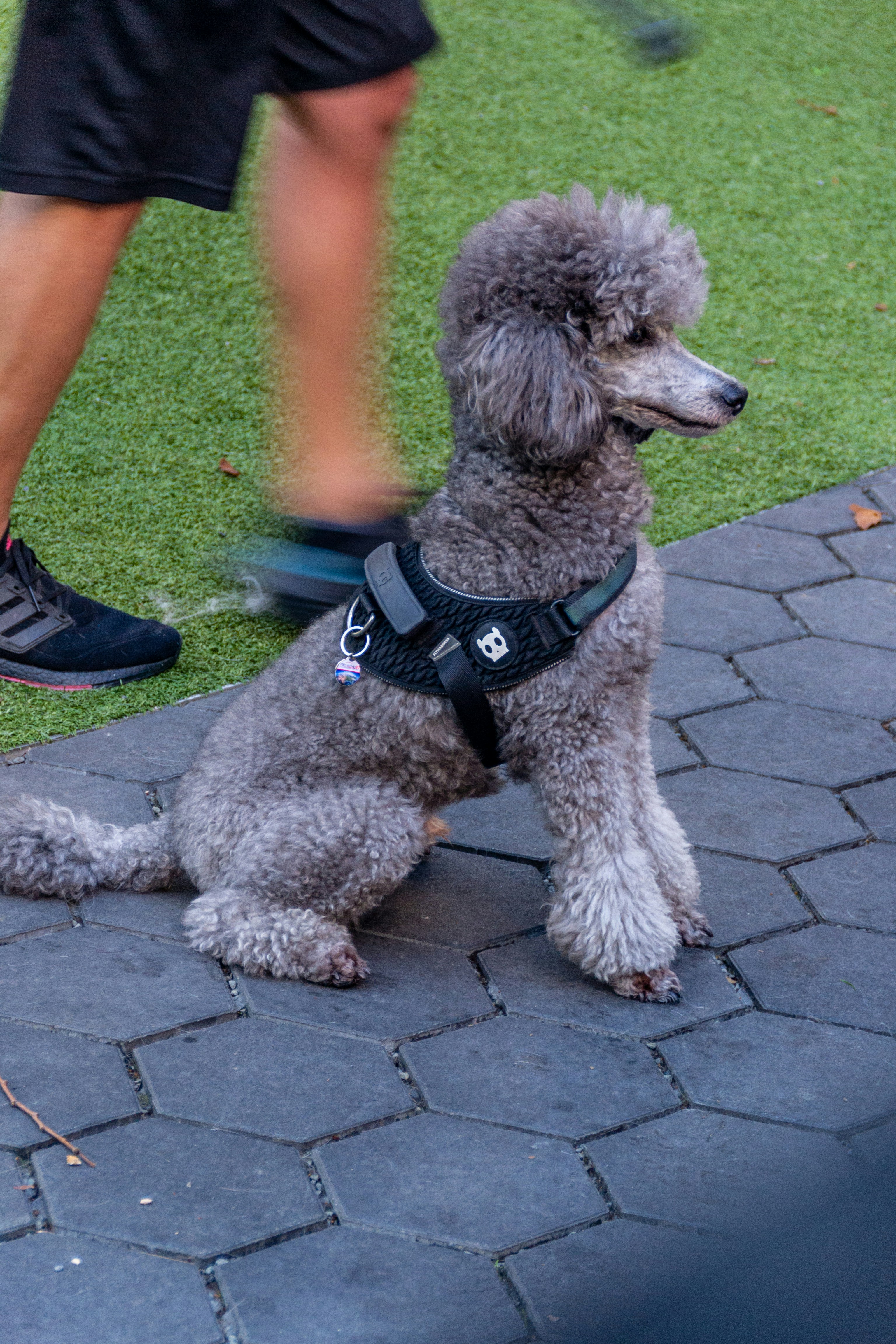 Sitting Poodle by the Walk: Focused on a Pet Amidst Moving Background