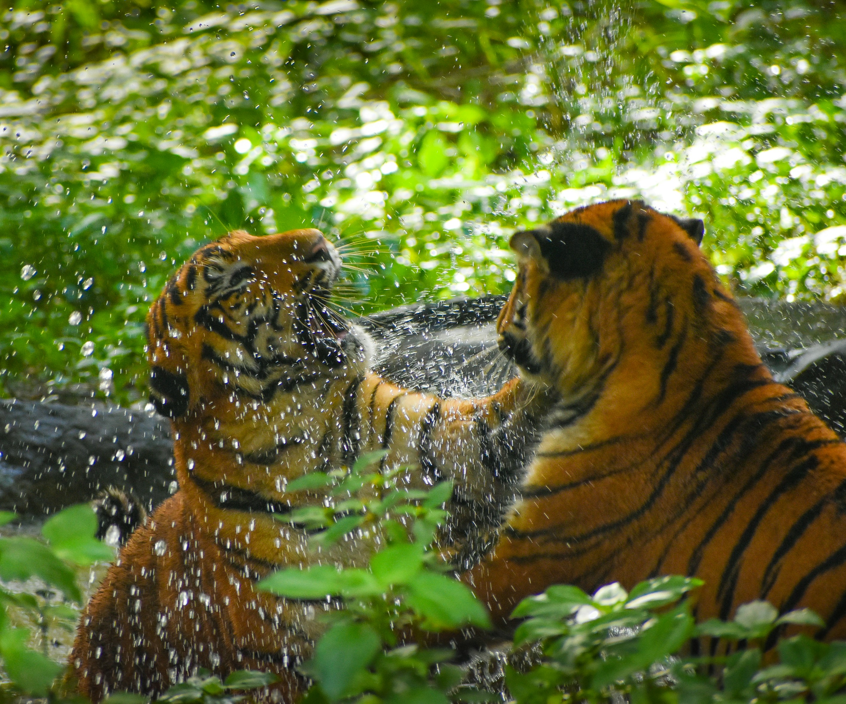 A couple of tigers playing in the water photo – Free Tiger Image on ...