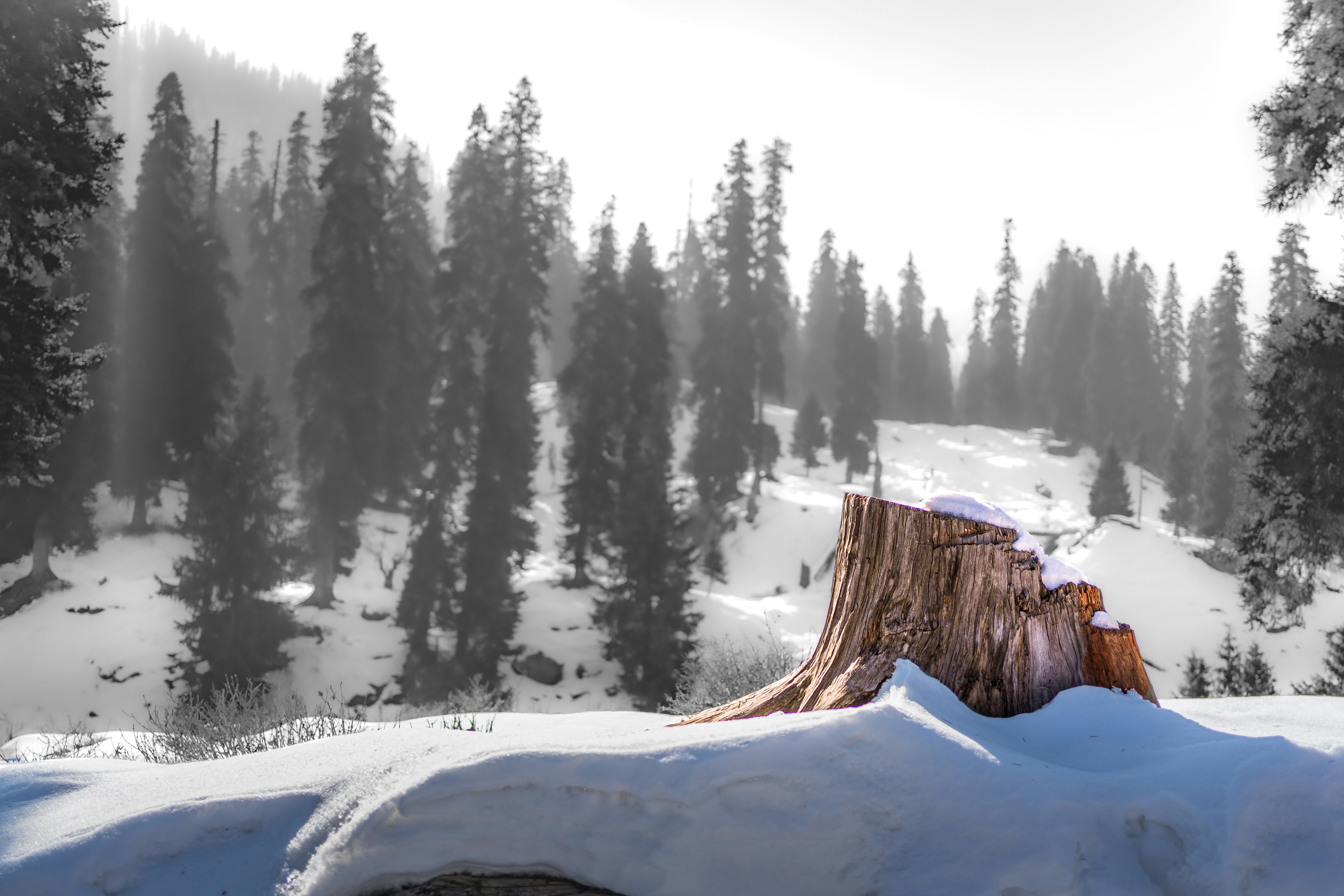 Burnished Stump Crowned by Winter Light in a Snow-Draped Forest Clearing