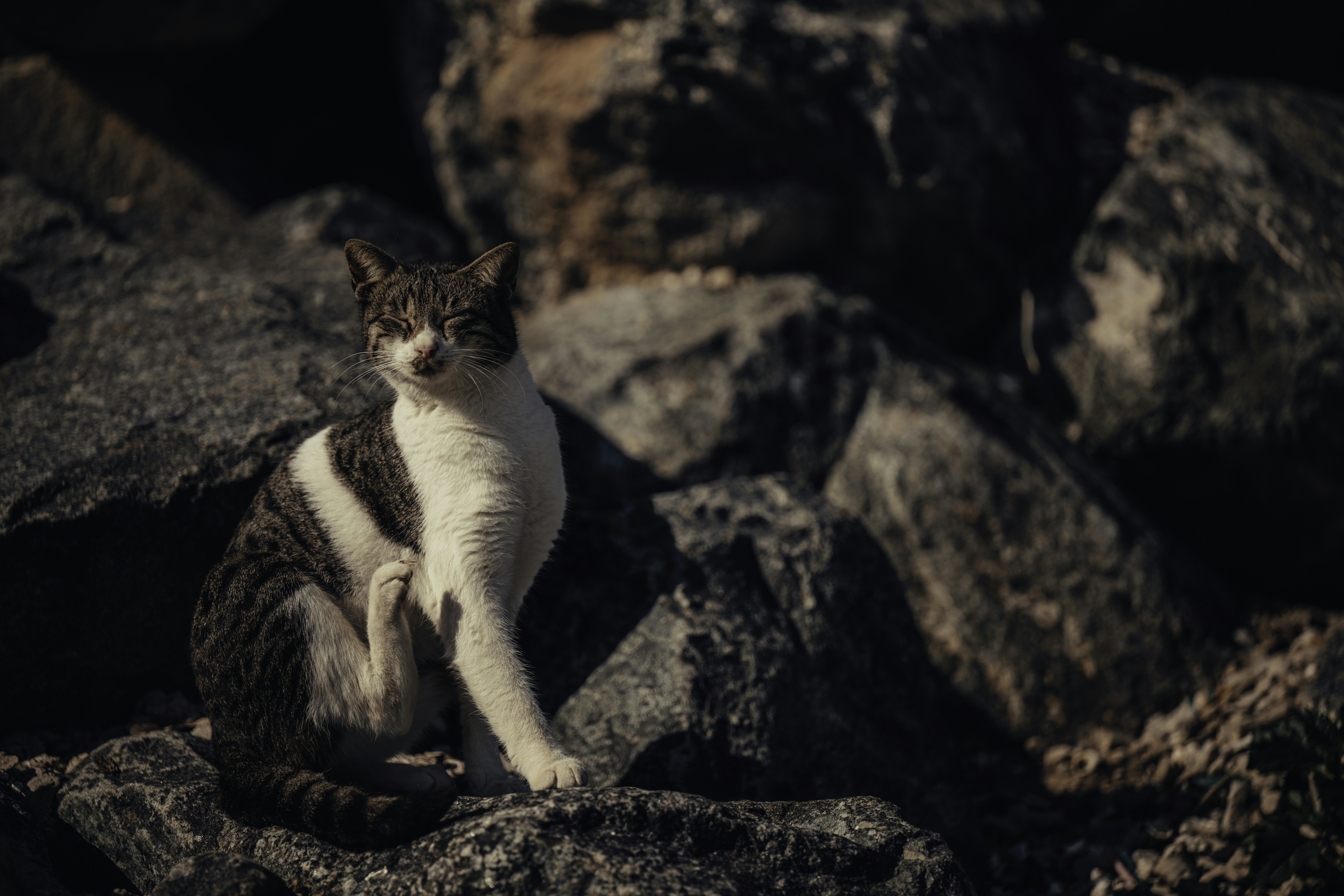 A cat perched on rugged rocks, basking in soft light, showcasing its relaxed demeanor and striking fur patterns.