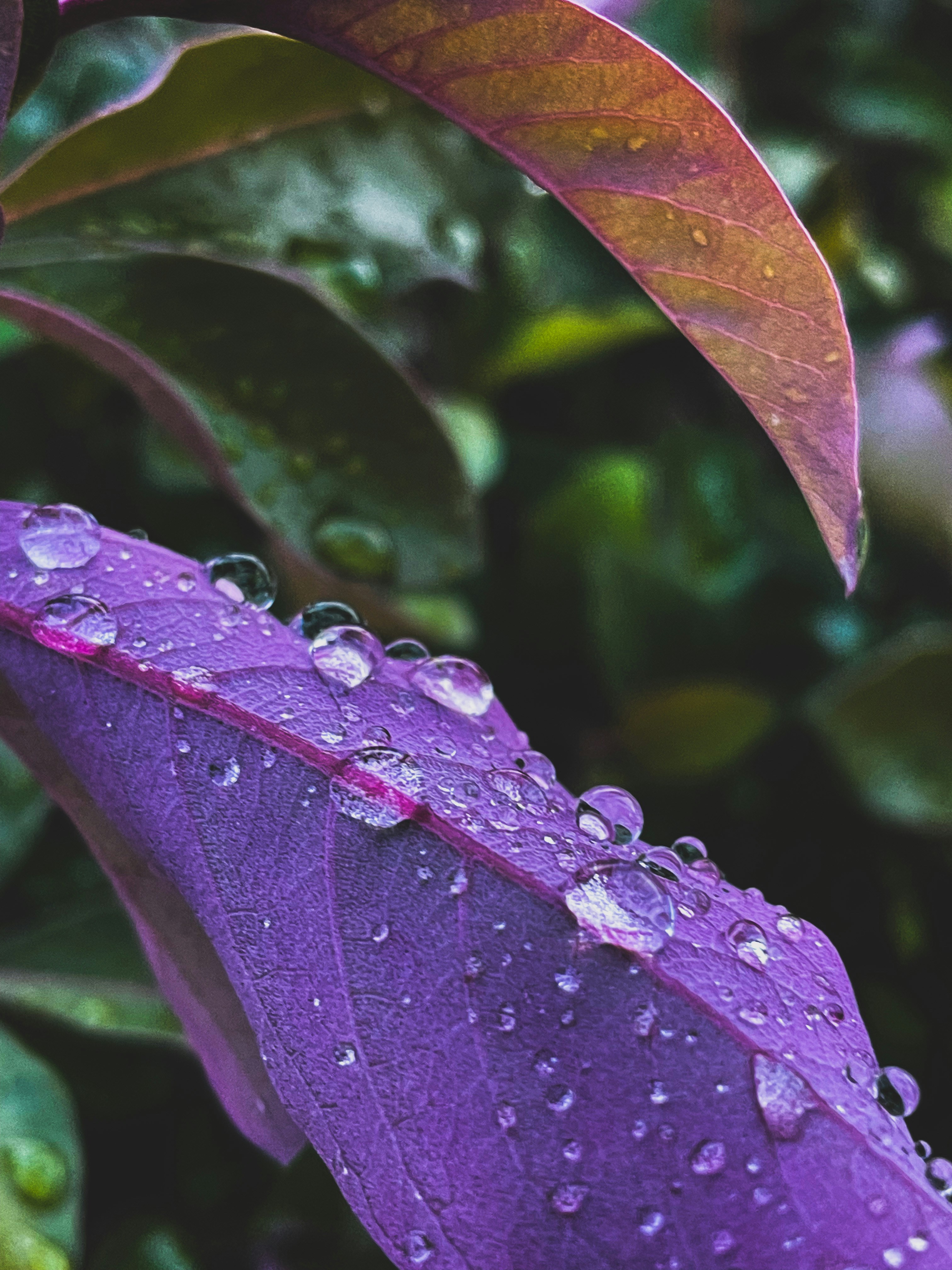a purple leaf with water droplets on it