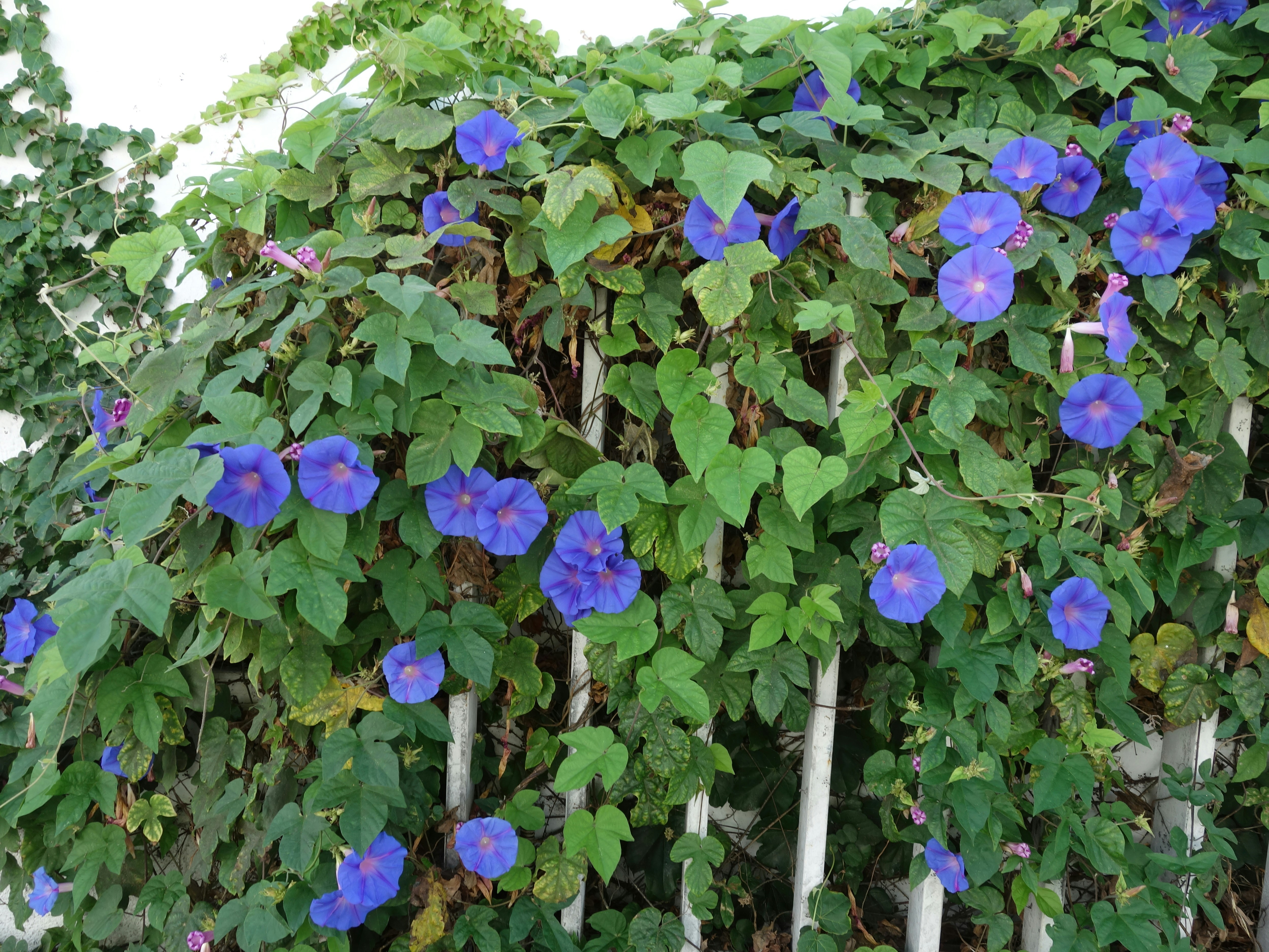 blue flowers growing on the side of a fence