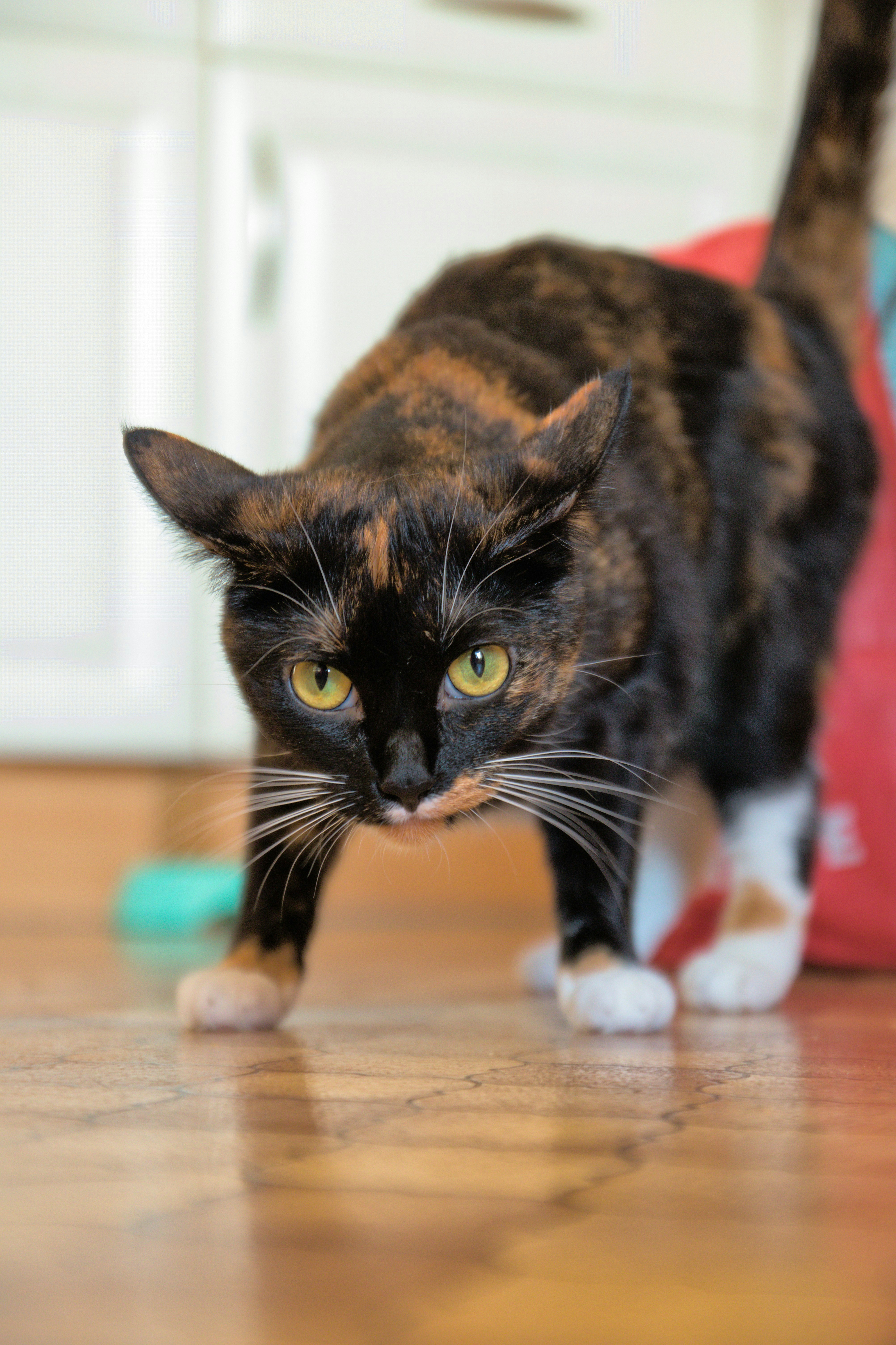 Calico Gaze: A Close-Up Stalk Across a Sunlit Kitchen Floor
