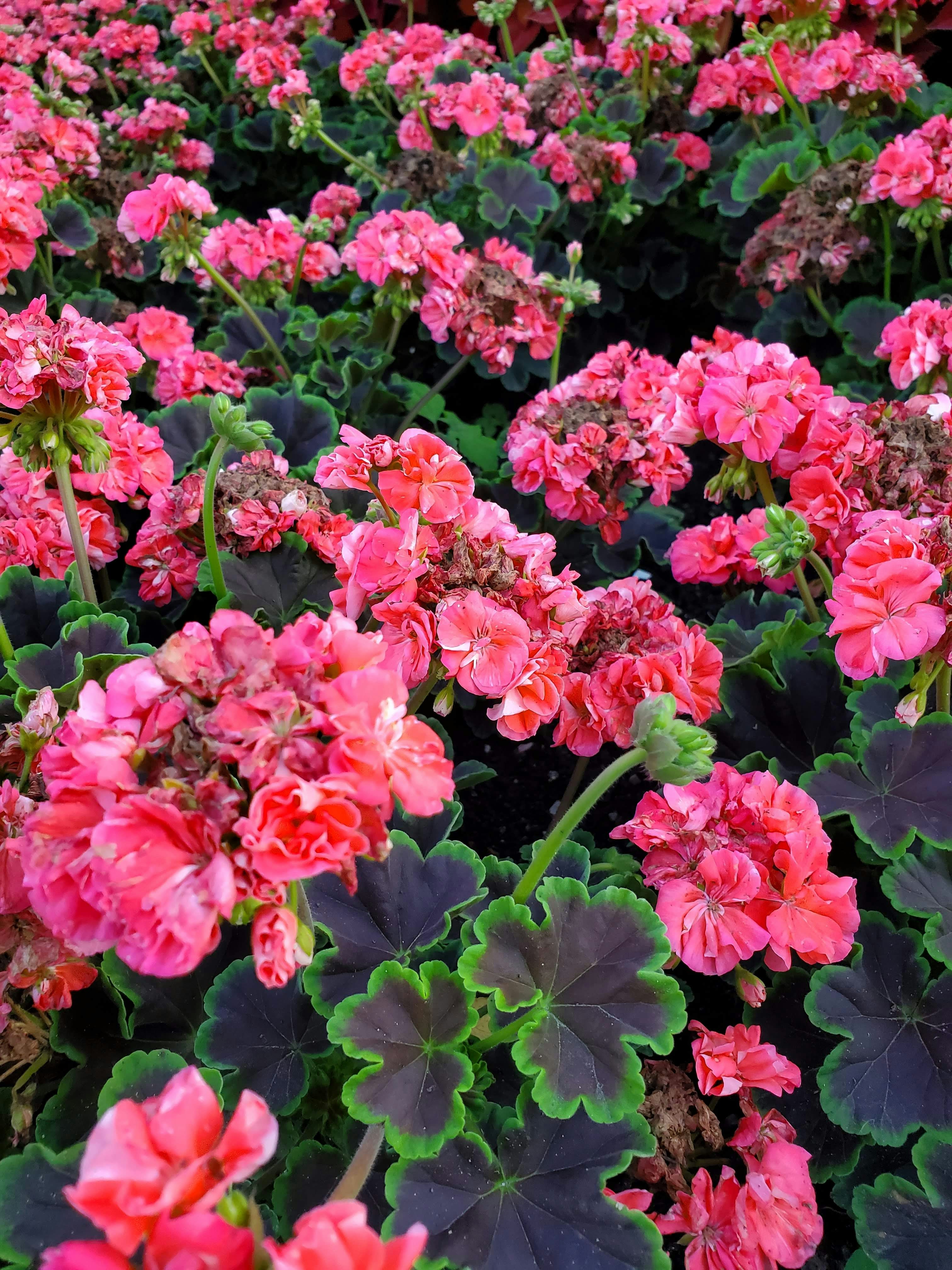 Blooming Coral: Dense Pink Geranium Patch