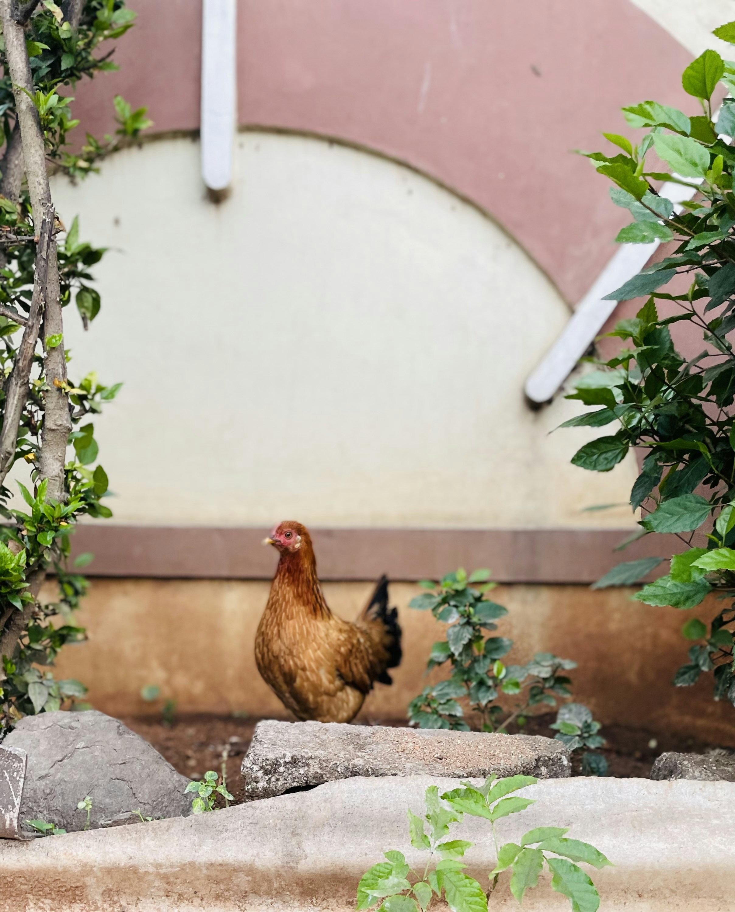 A brown chicken standing on top of a pile of rocks photo – Free Animal ...