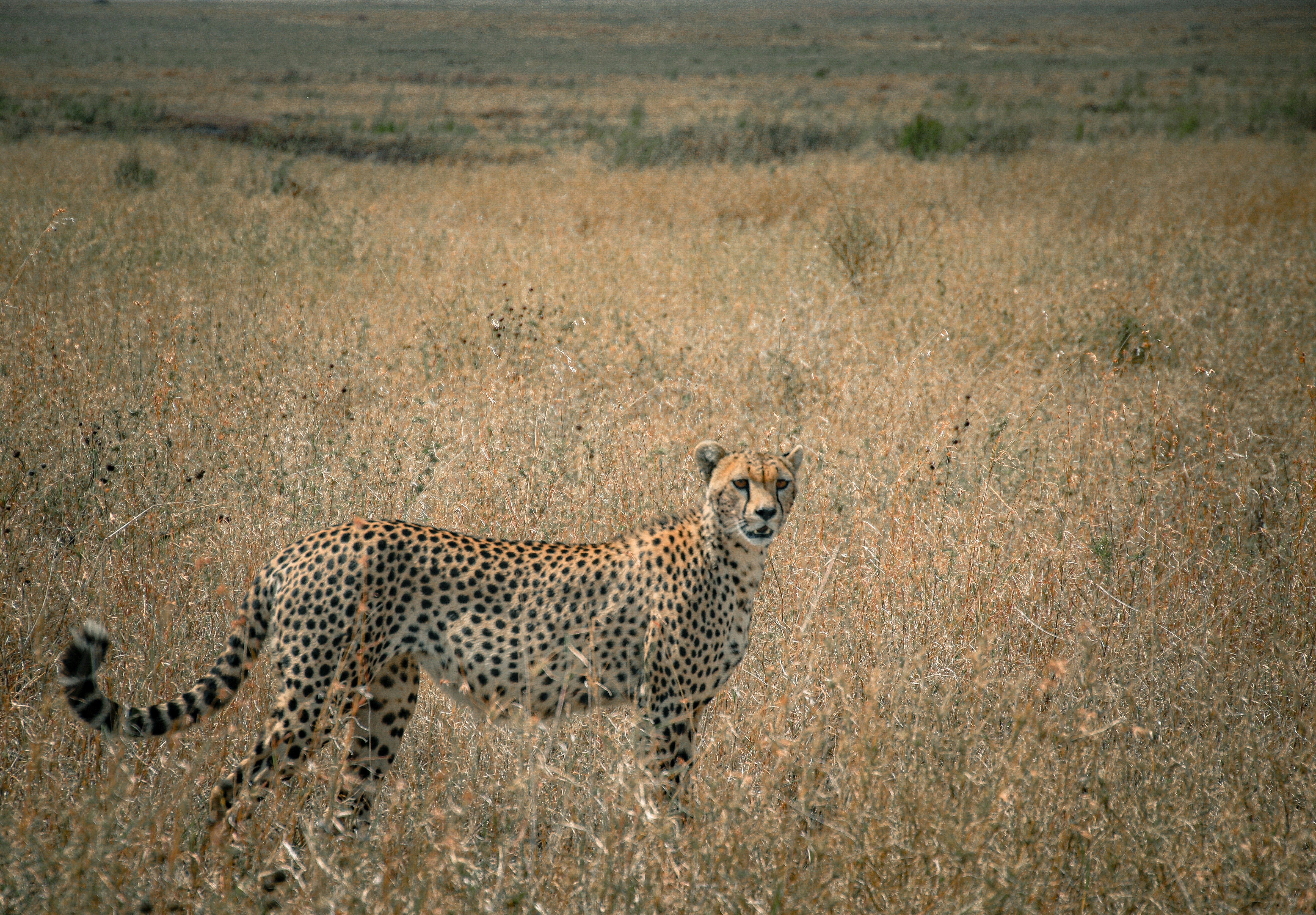 Cheetah in Serengeti National Park
