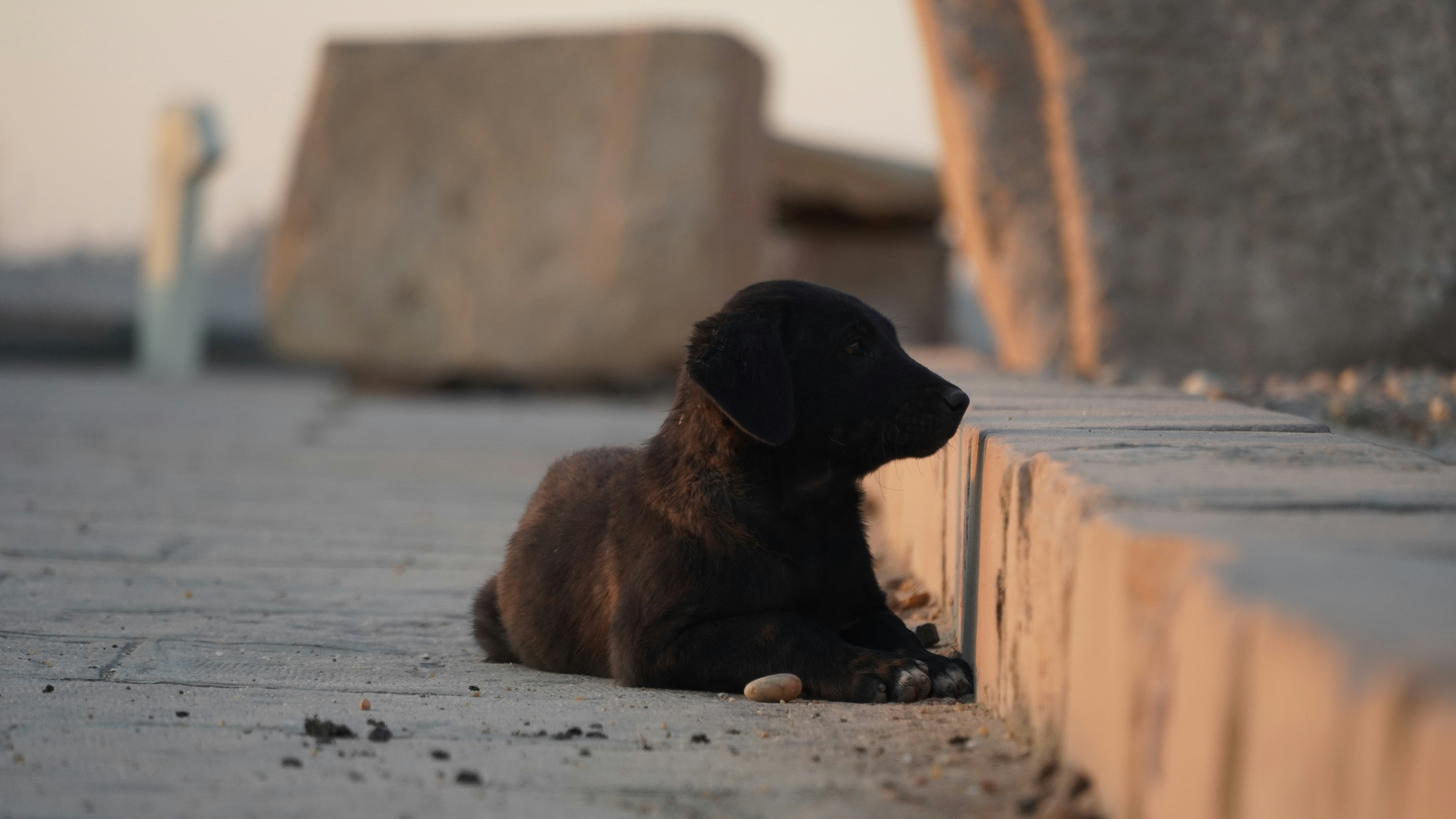 Curbed Pause: A Tiny Black Pup Resting in Warm Evening Shadows