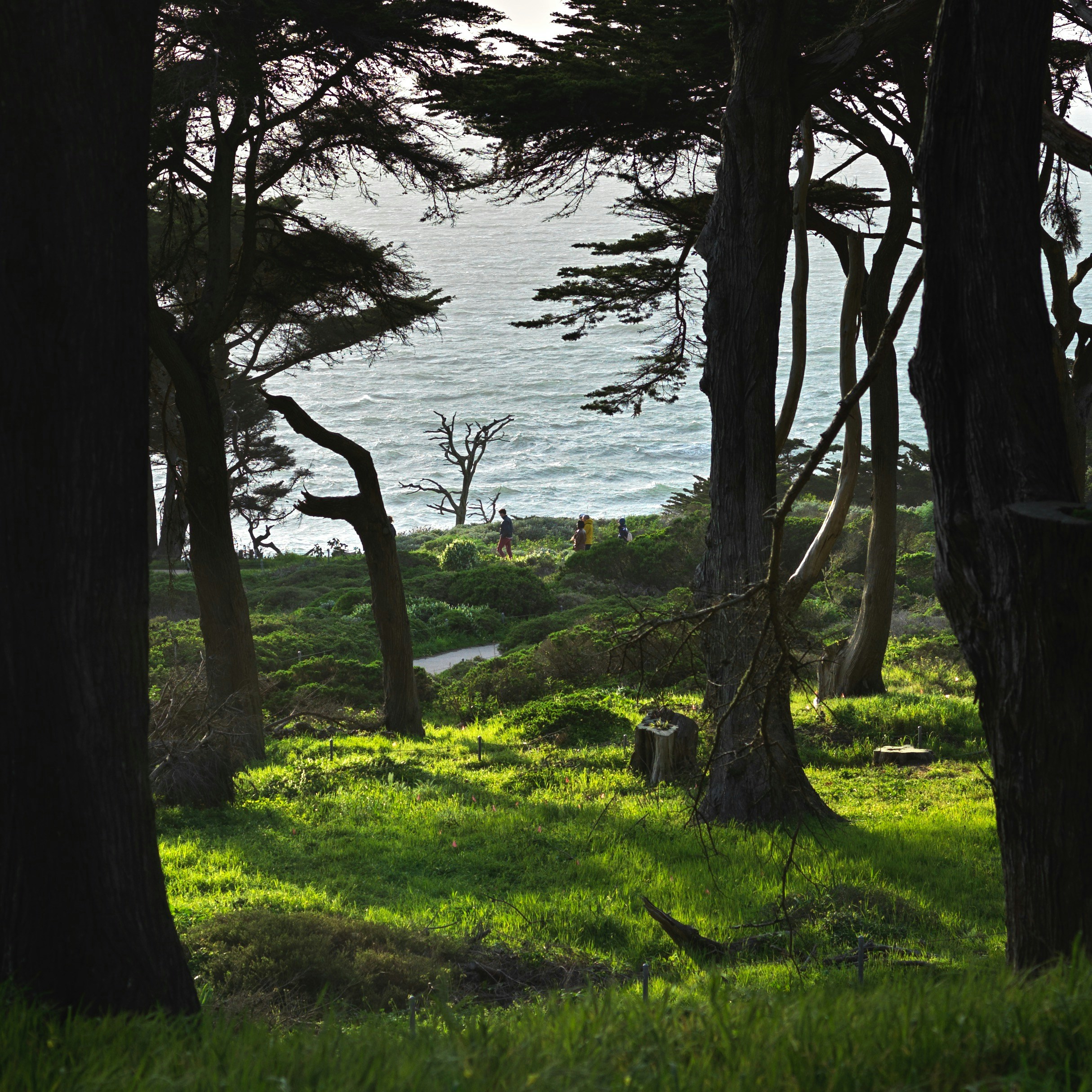 Sunlit coastal meadow framed by tall pines, with a distant sea and a small group of hikers along a path. Photograph.