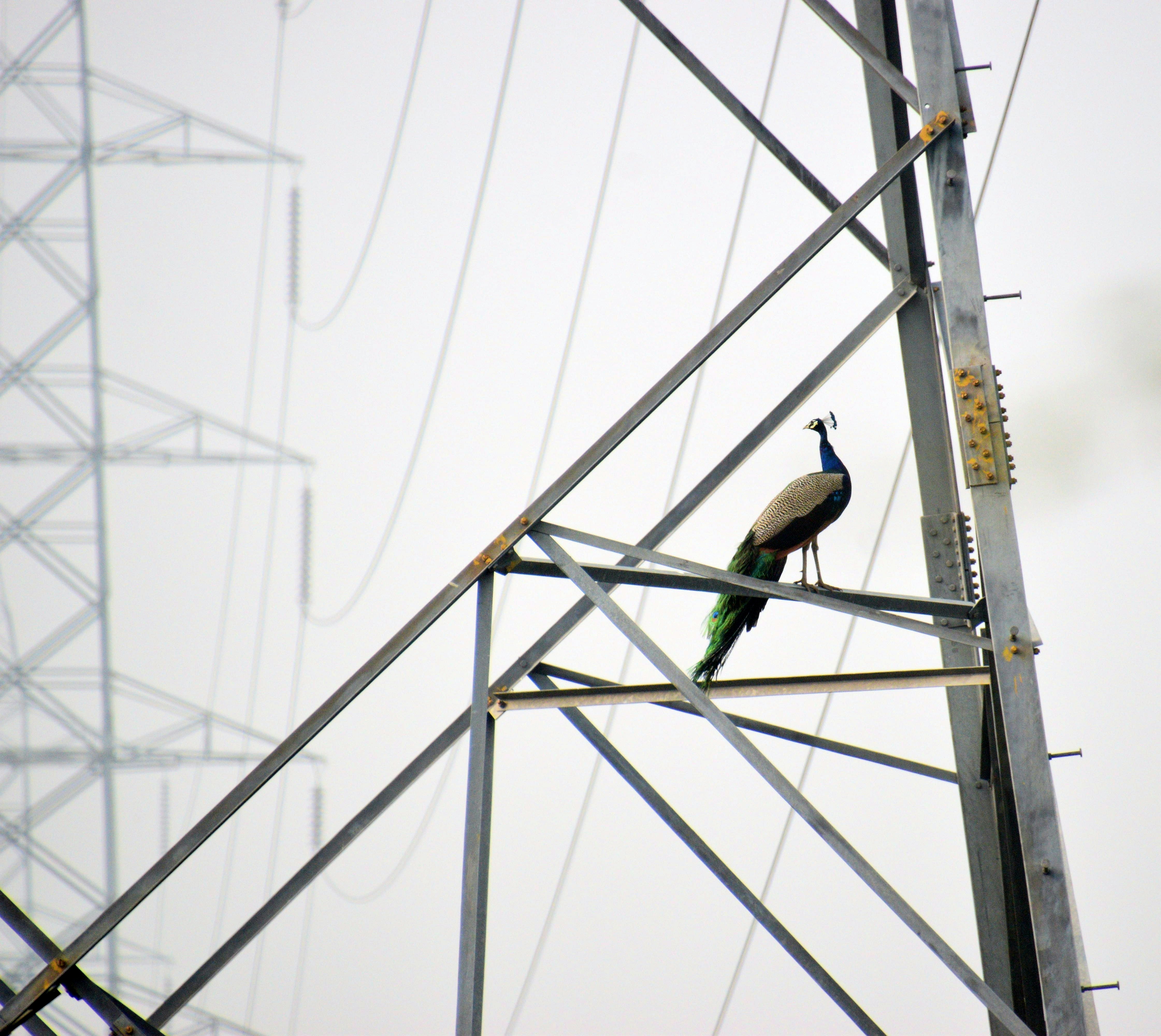 Peacock sitting high on a Electricity transmission tower. Beauty in unexpected places.