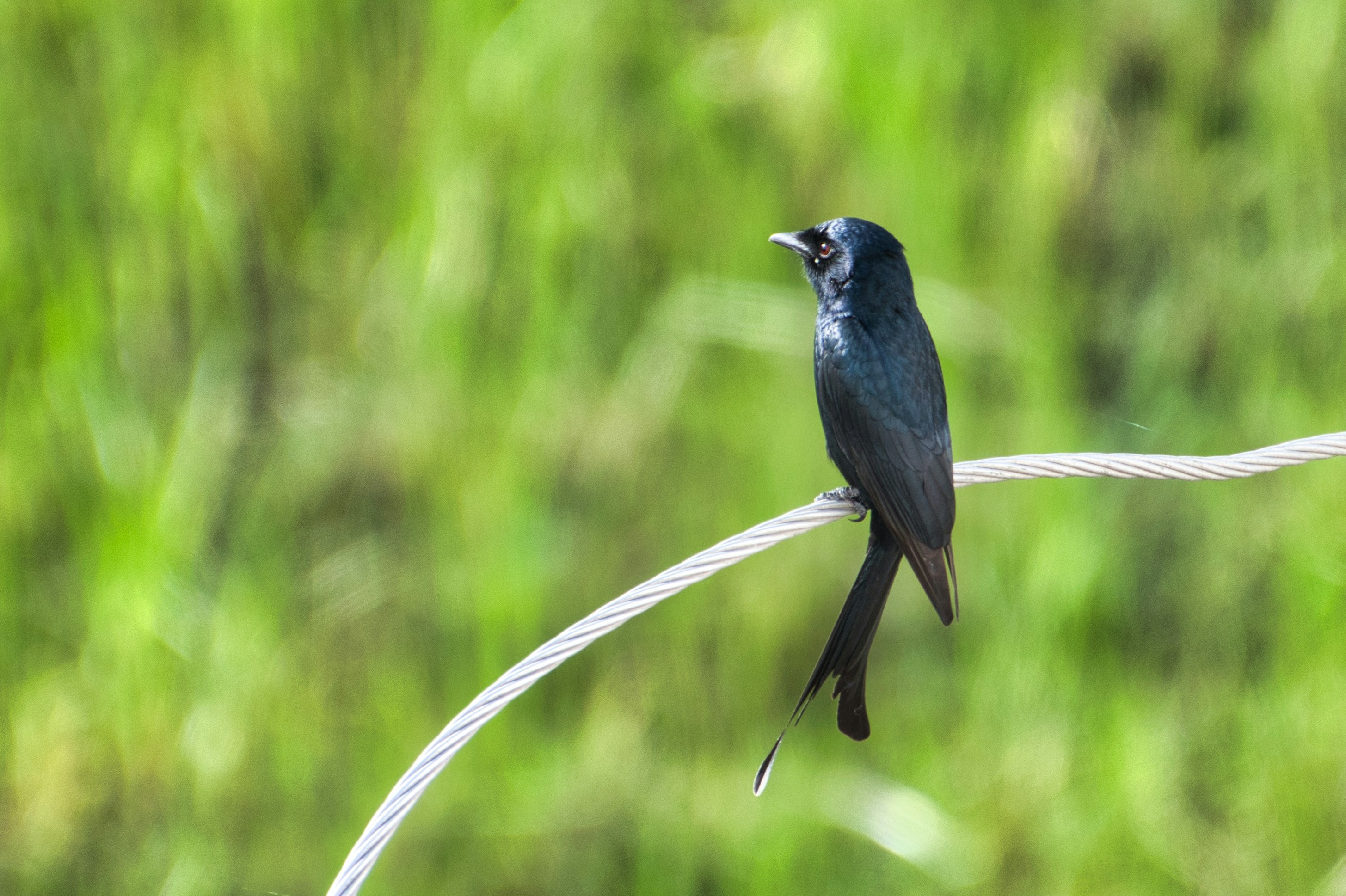 Drongo on a wire. A common sight in India
