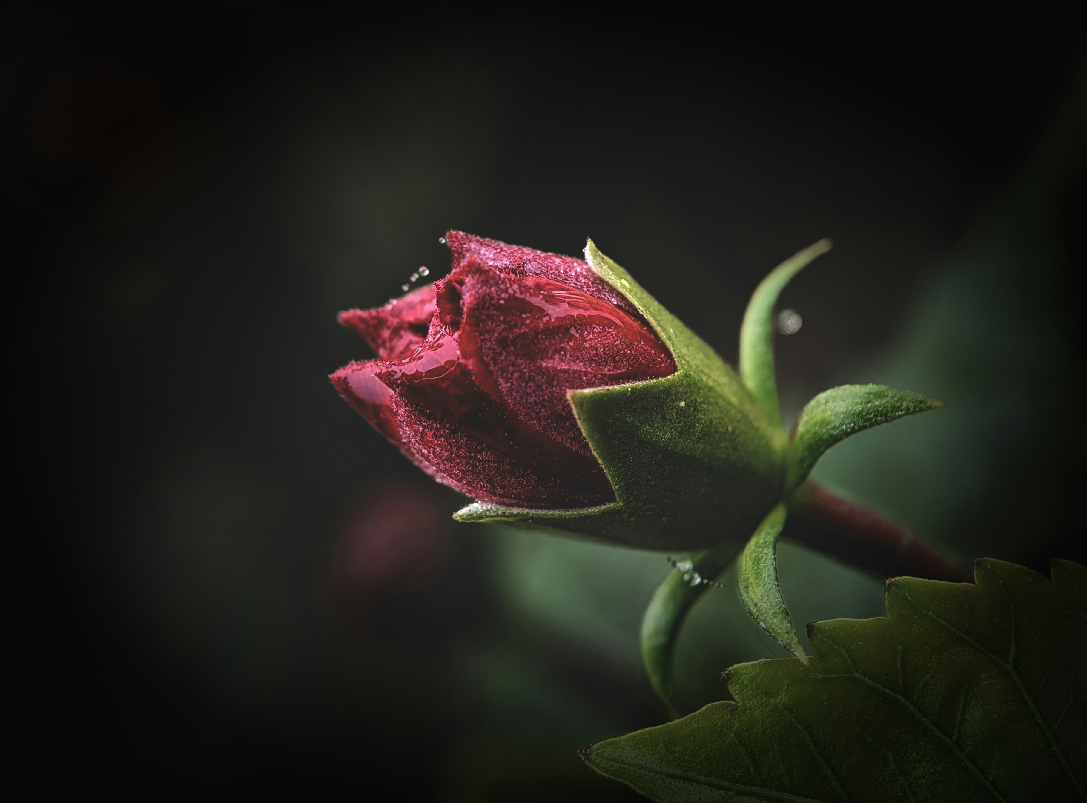 A single red rose bud with water droplets on it photo – Free Flower ...