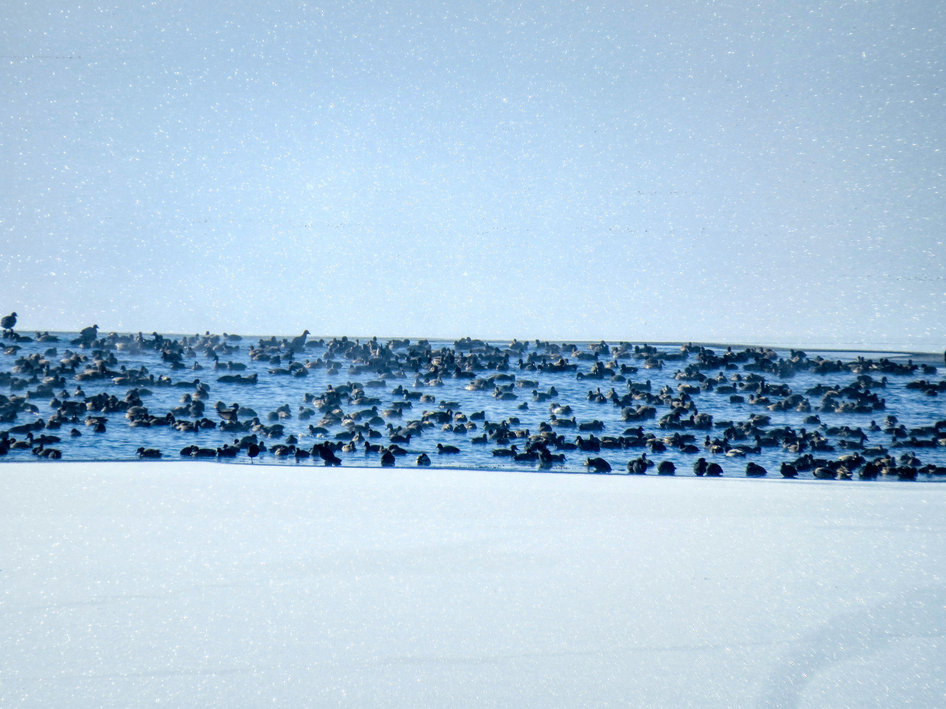 Flock Along the Frozen Seashore: A Quiet Assembly on Ice