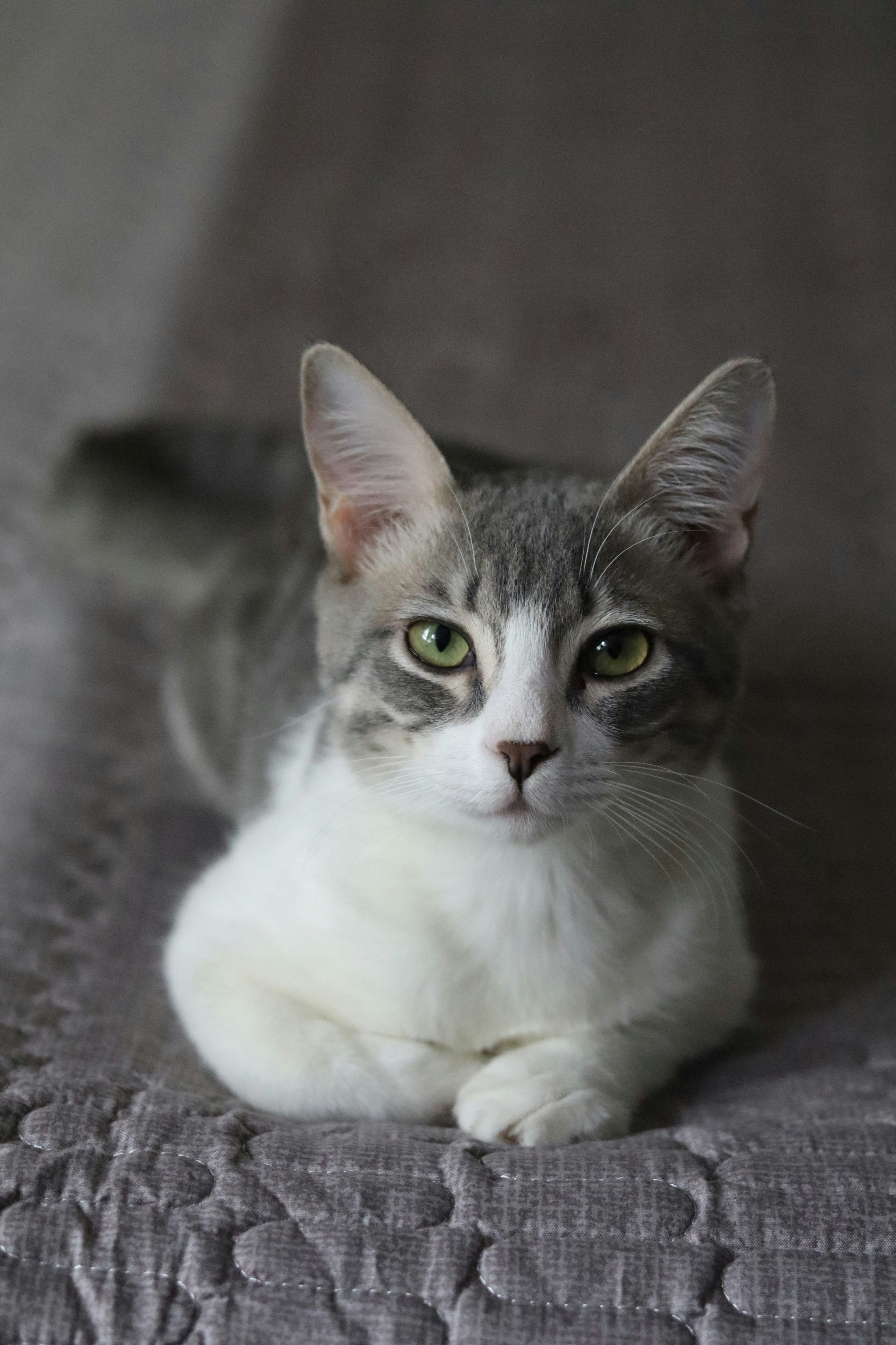 Gray and white cat lounging on a textured bedspread, gazing forward with green eyes.