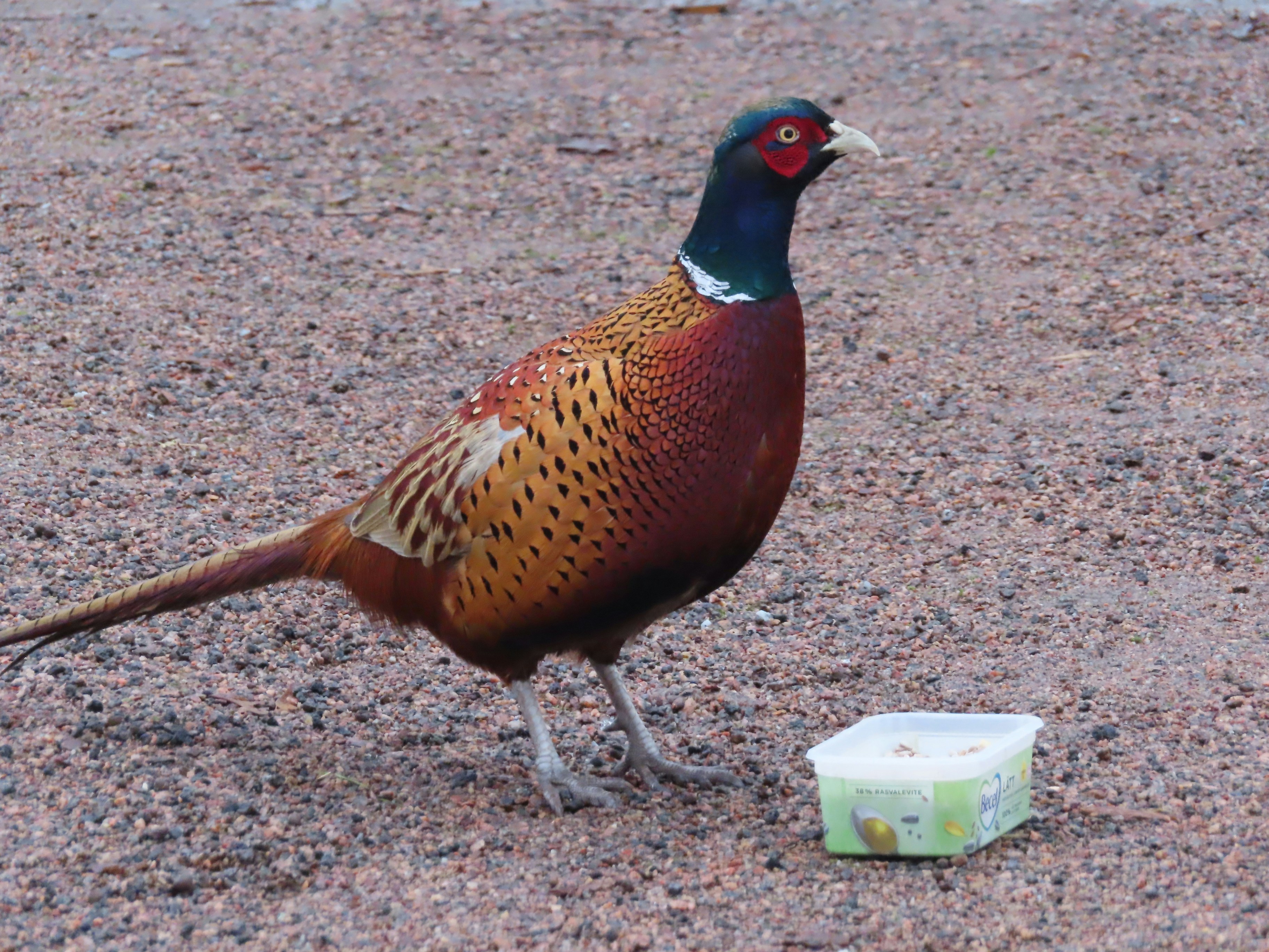 Photo by Raimo Lantelankallio with Canon PowerShot SX740 HS