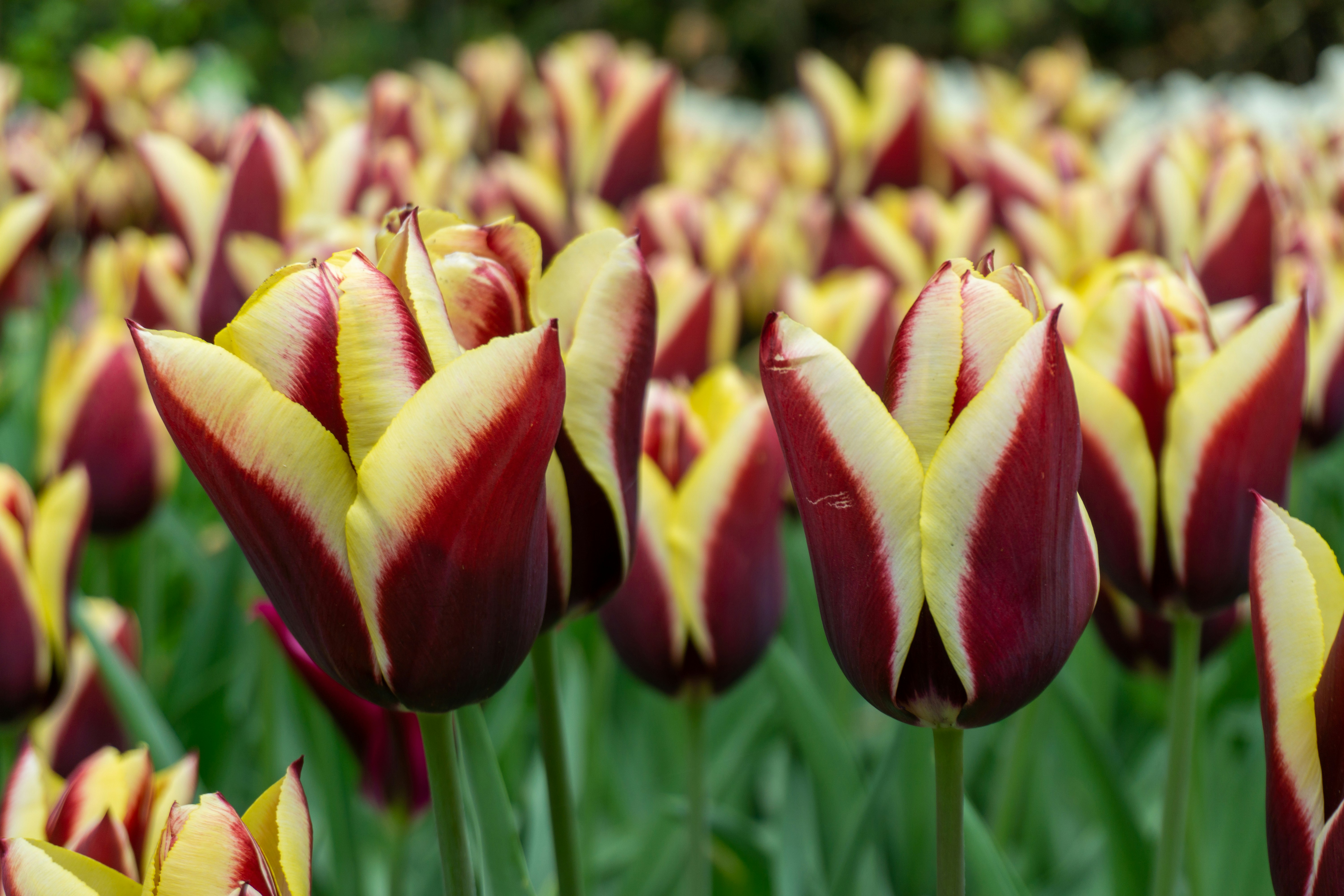 Photo by Andrei Popescu with Sony Alpha 6000