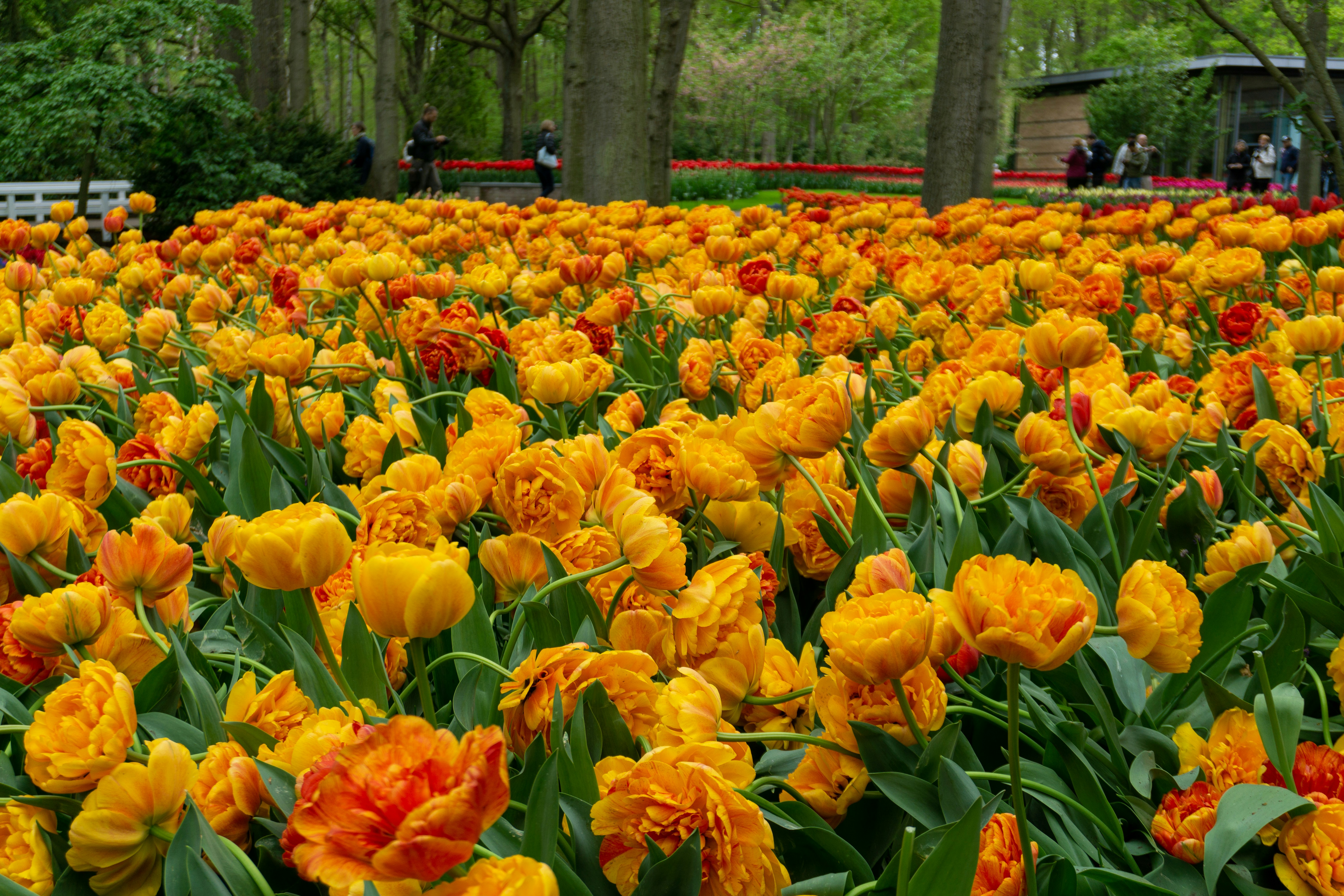 Amber Tulip Tide in a Sunlit Park