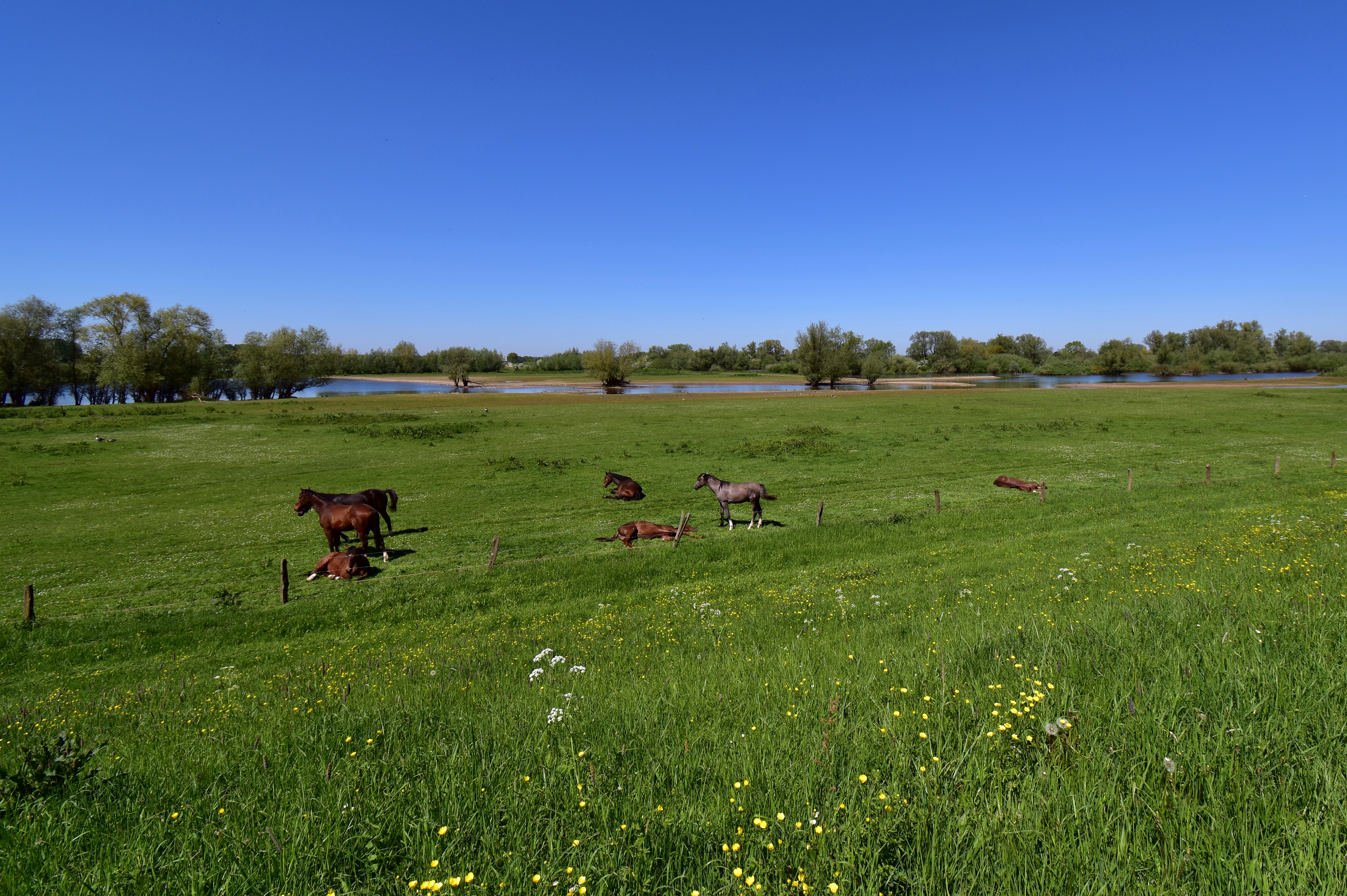 Horses grazing peacefully in a lush green pasture near a tranquil lake under a clear blue sky.