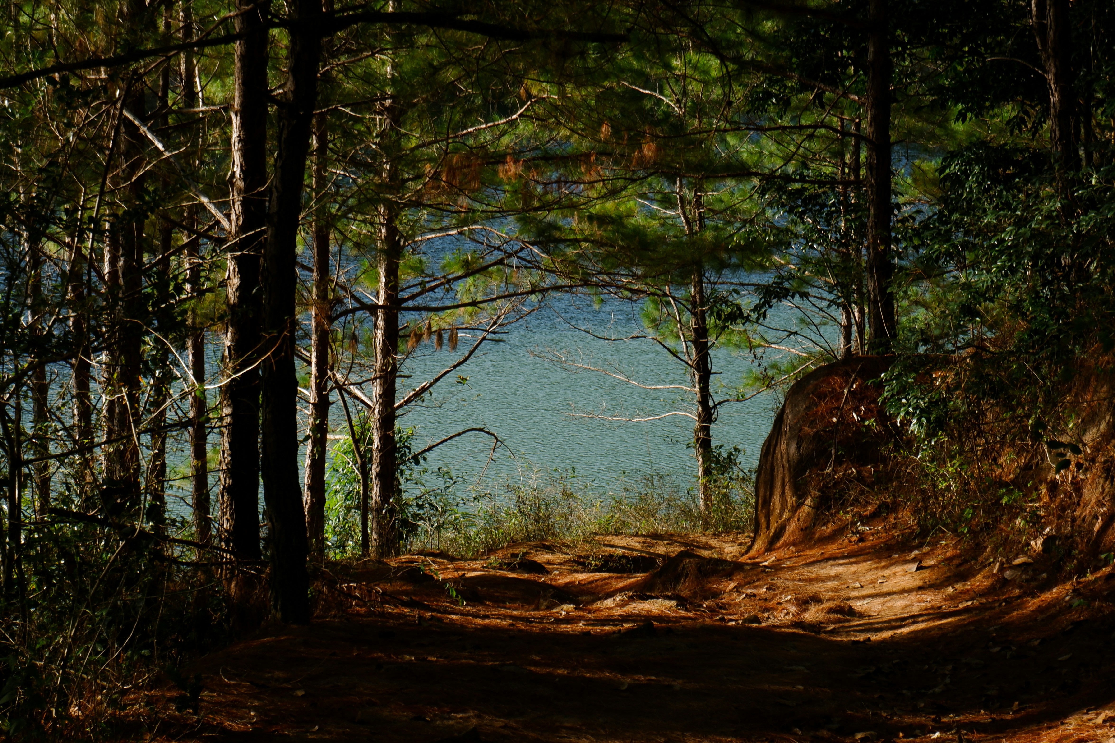 A path in the woods leading to a body of water photo – Free Grove Image ...