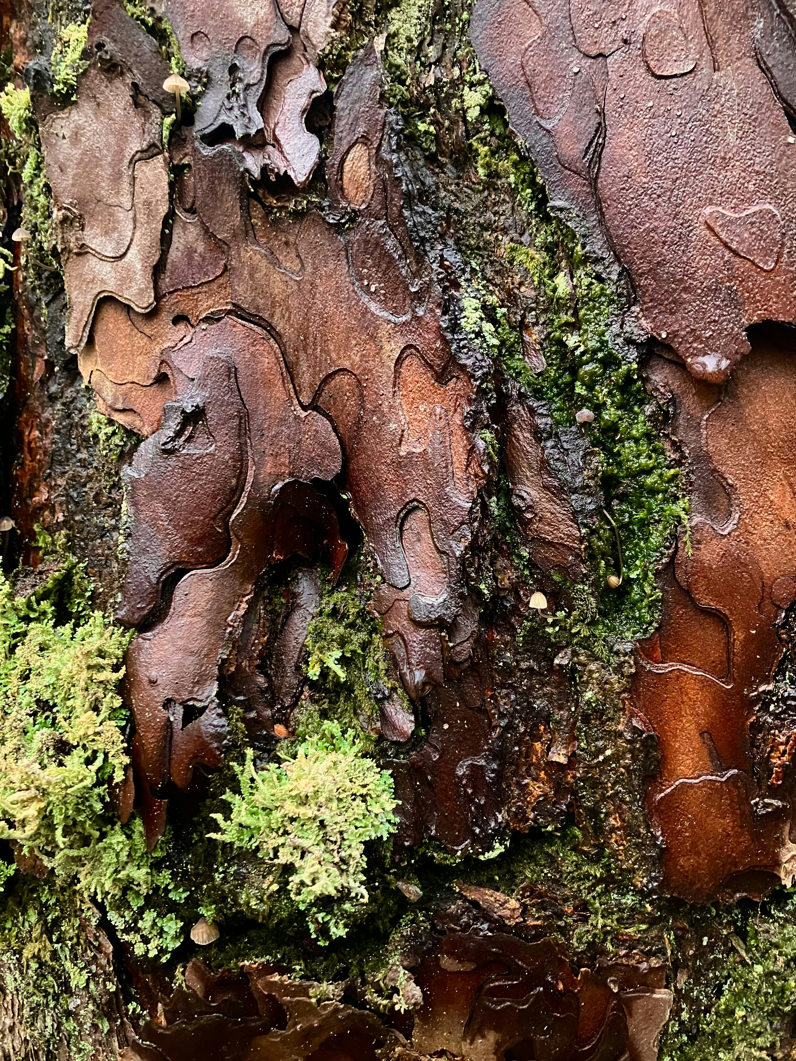 a close up of a tree trunk with moss growing on it