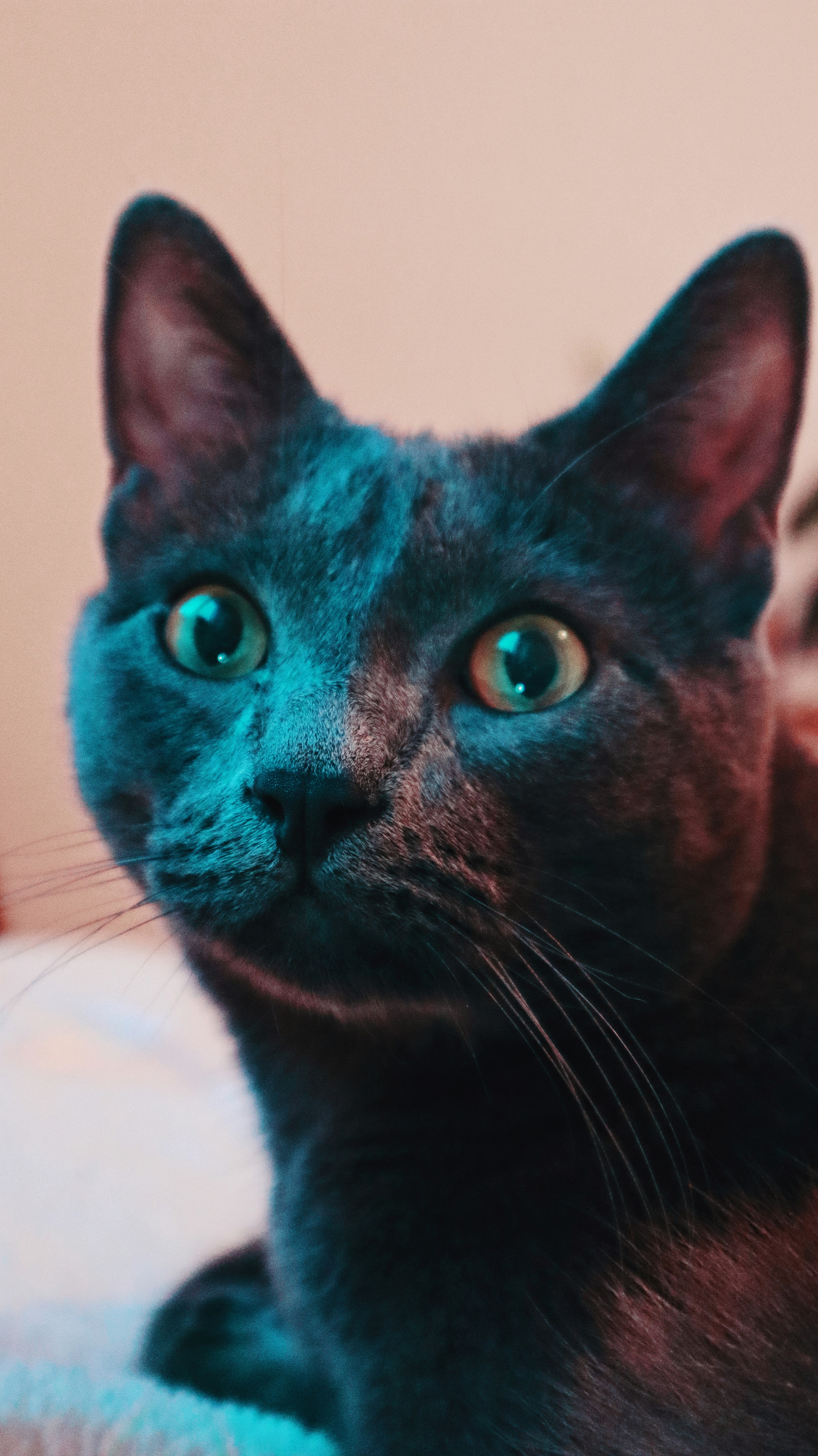 a close up of a cat laying on a bed