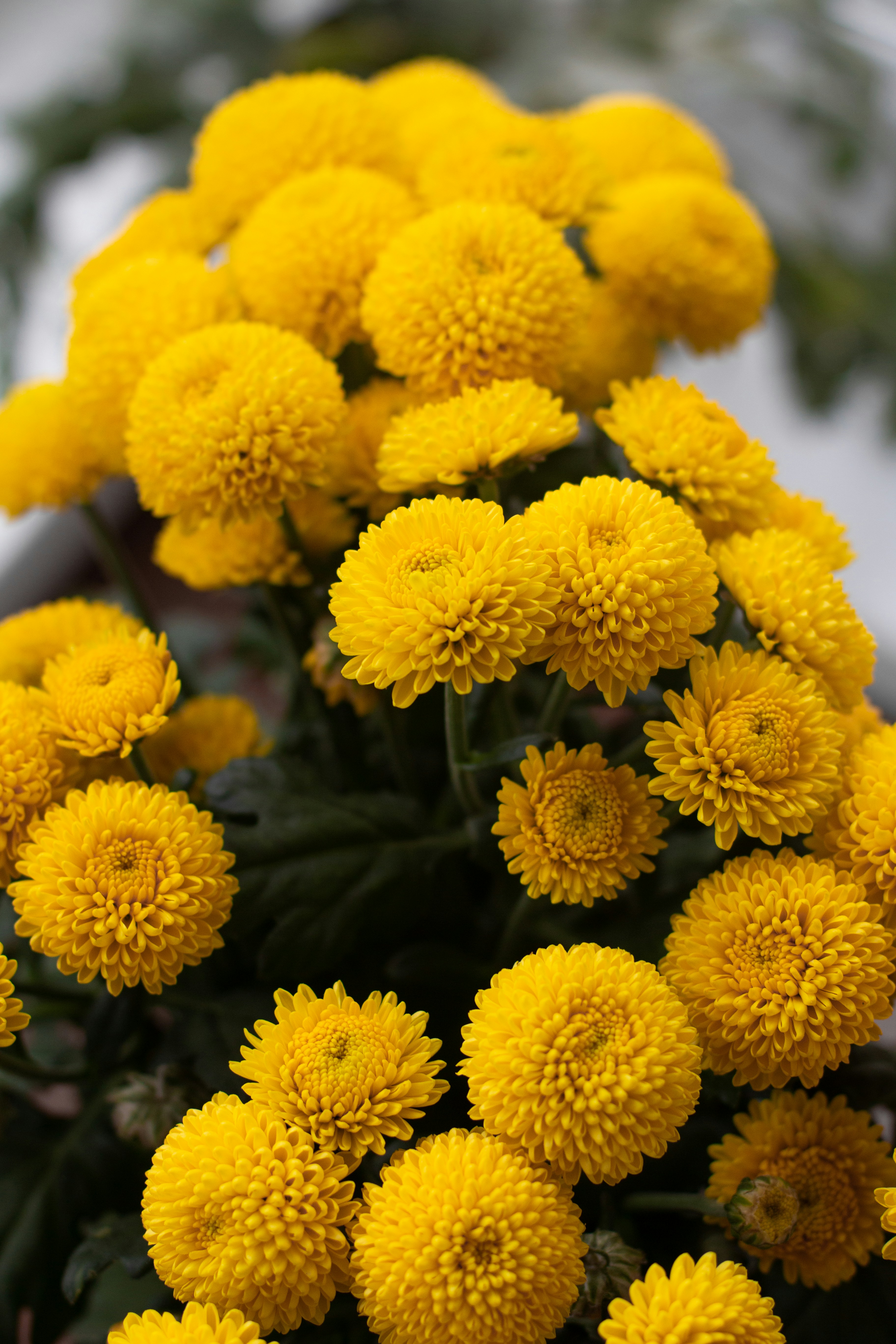 Sunlit Pompon Blooms: A Sea of Bright Yellow Chrysanthemums