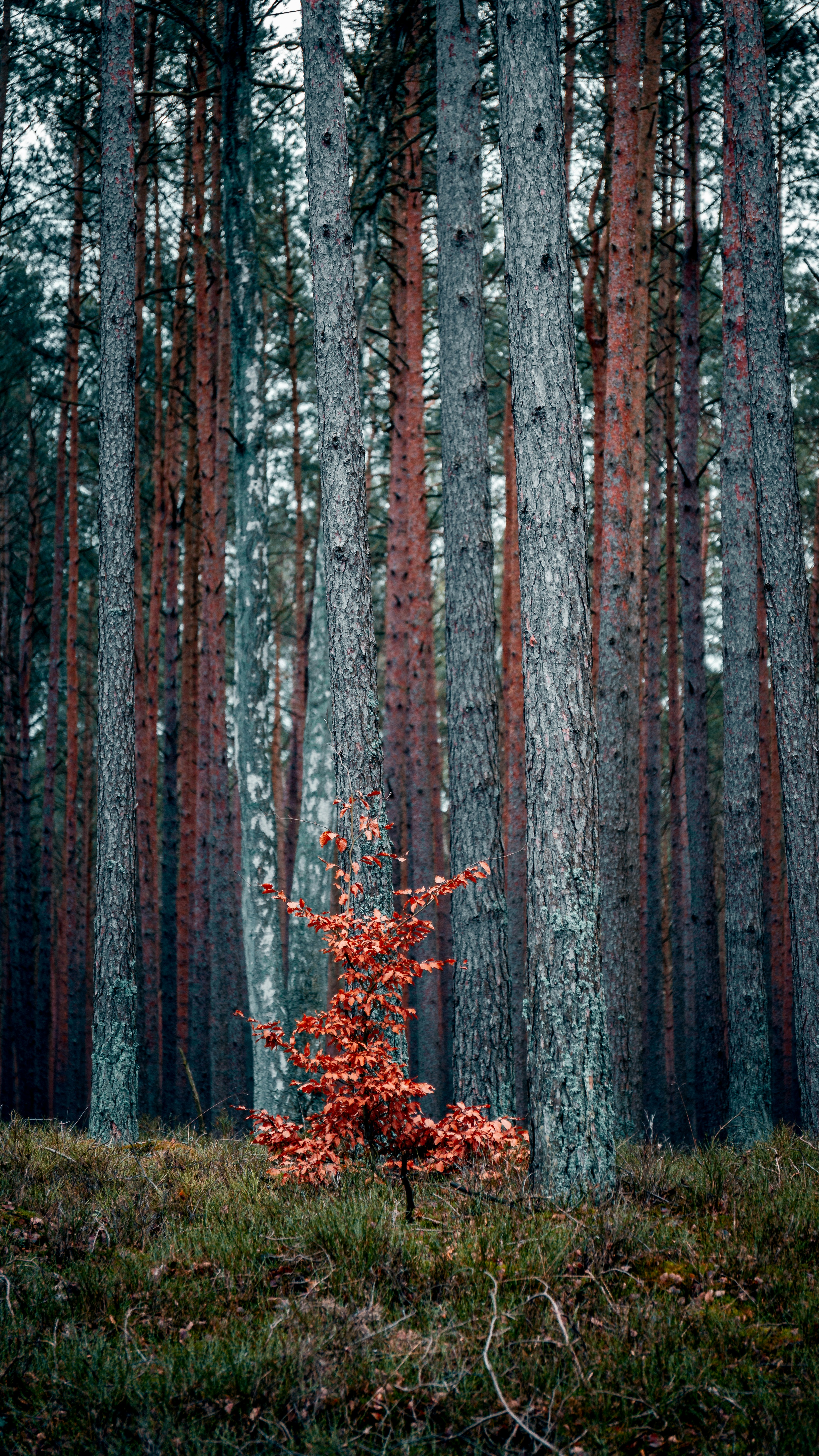 a red tree in the middle of a forest