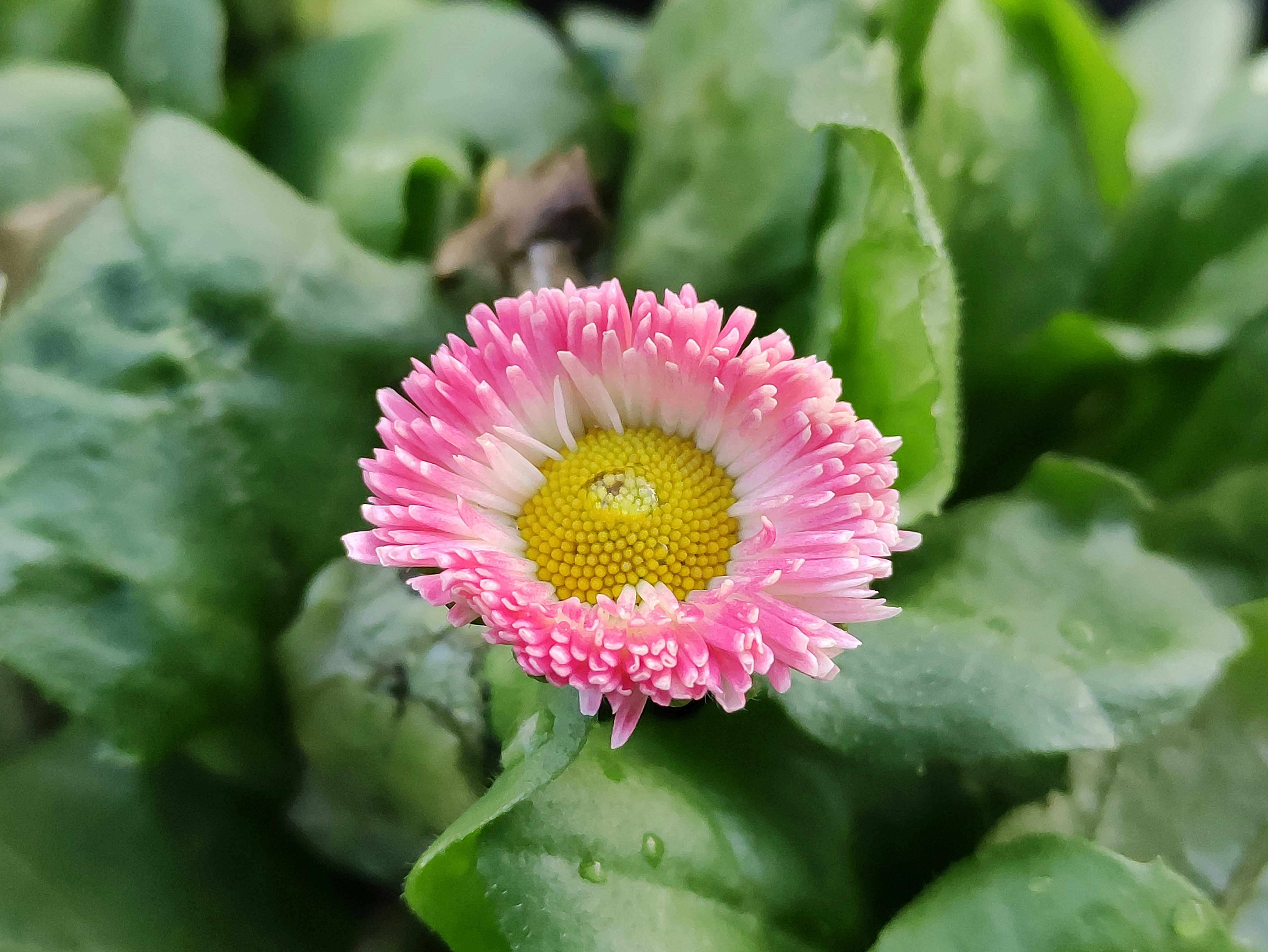 Xiaomi Mi 10T Lite Sample Shots