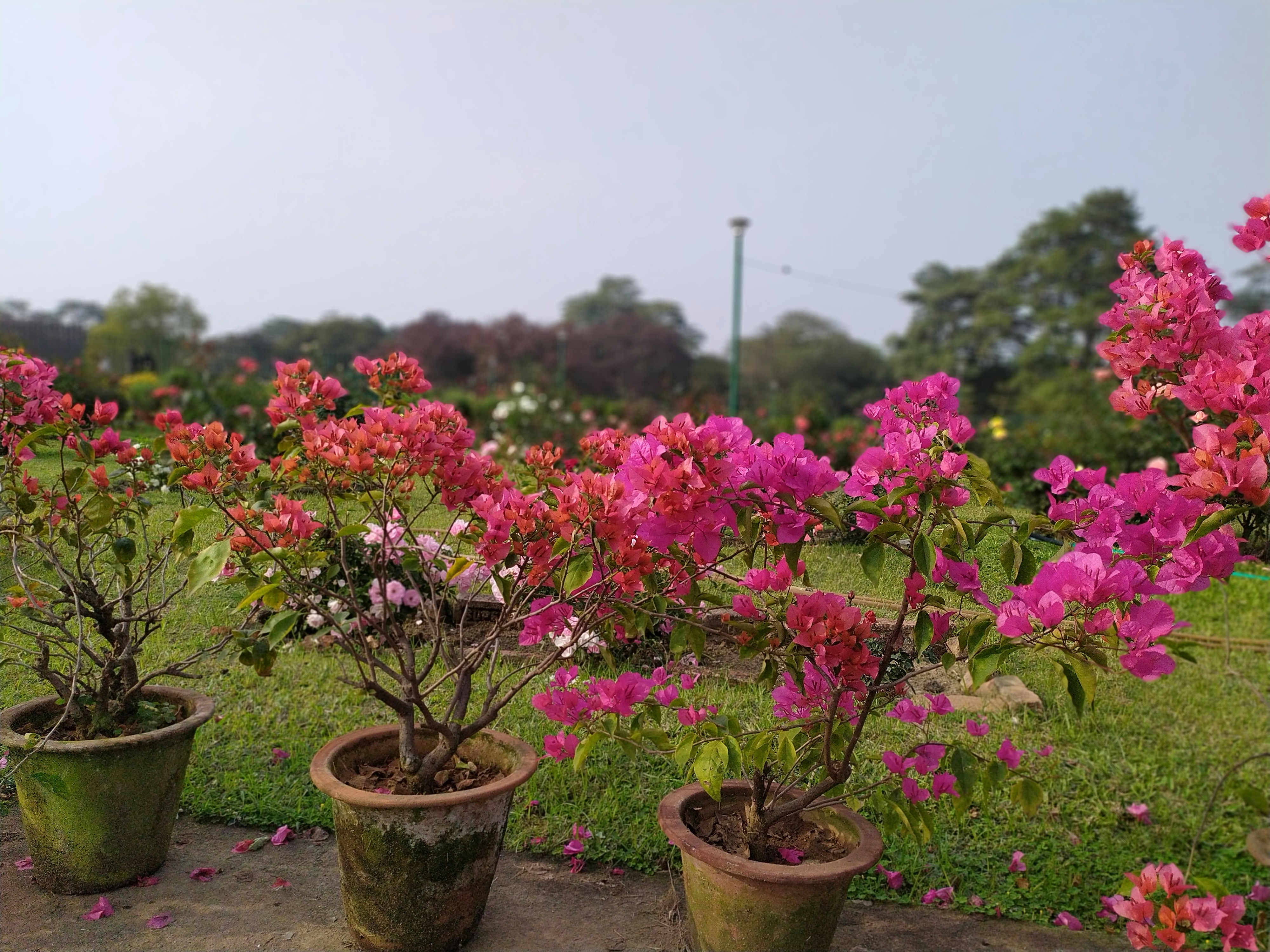 Vibrant bougainvillea plants in terracotta pots display a spectrum of pink and orange blooms against a lush green backdrop.