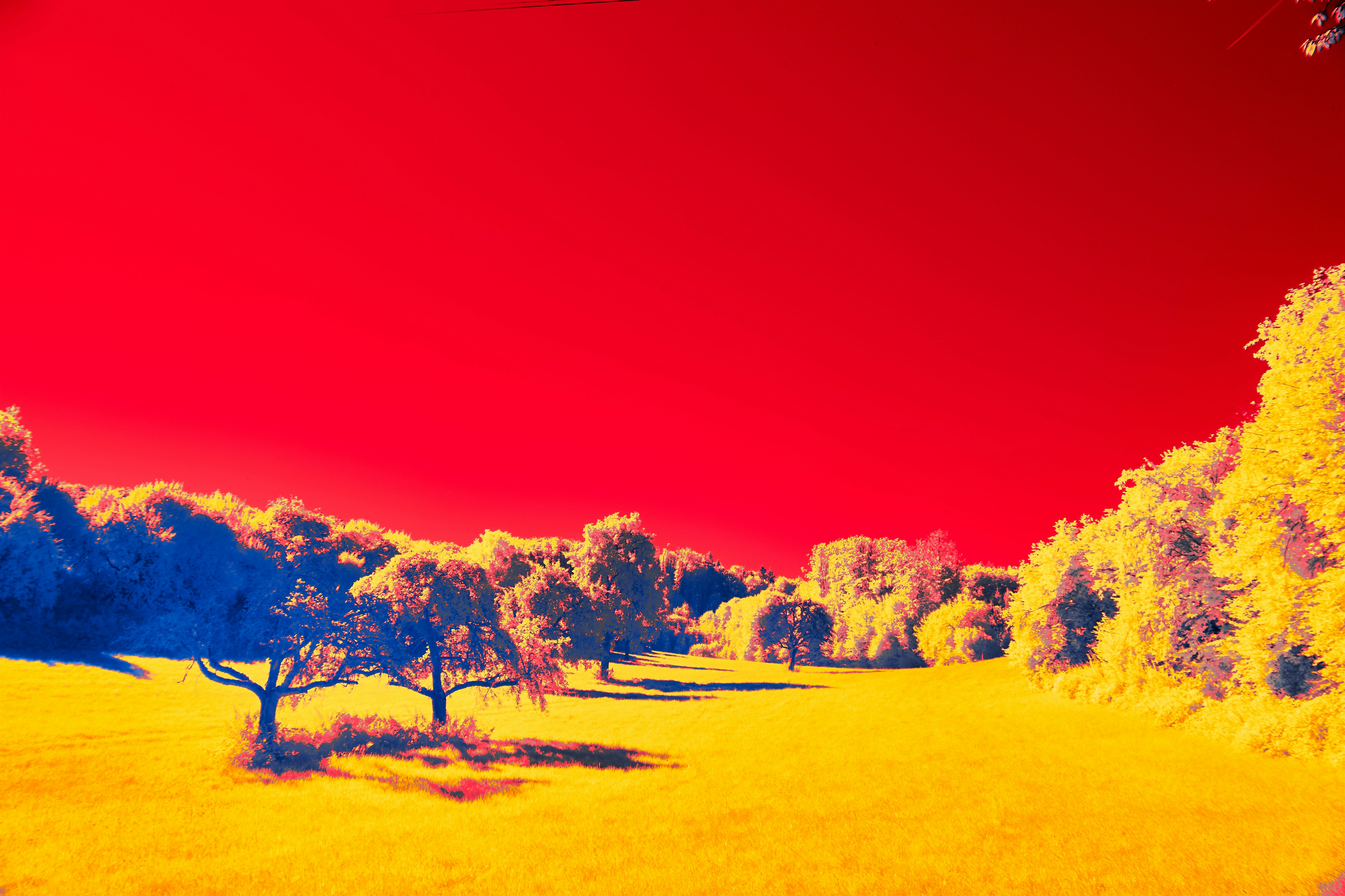 Infra Red Pictures | Download Free Images on Unsplash