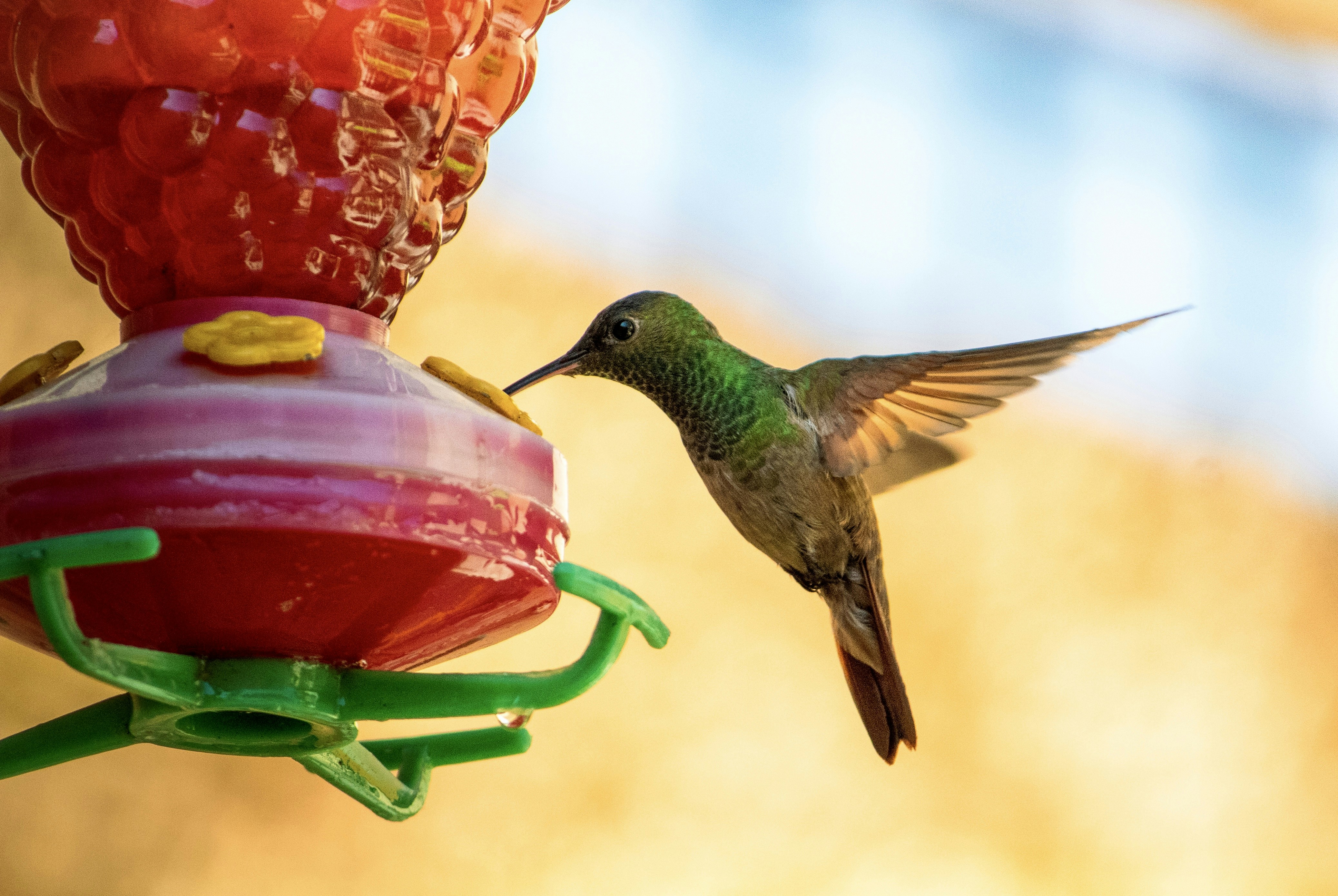 Hovering Green Hummingbird Feeds at a Colorful Nectar Feeder